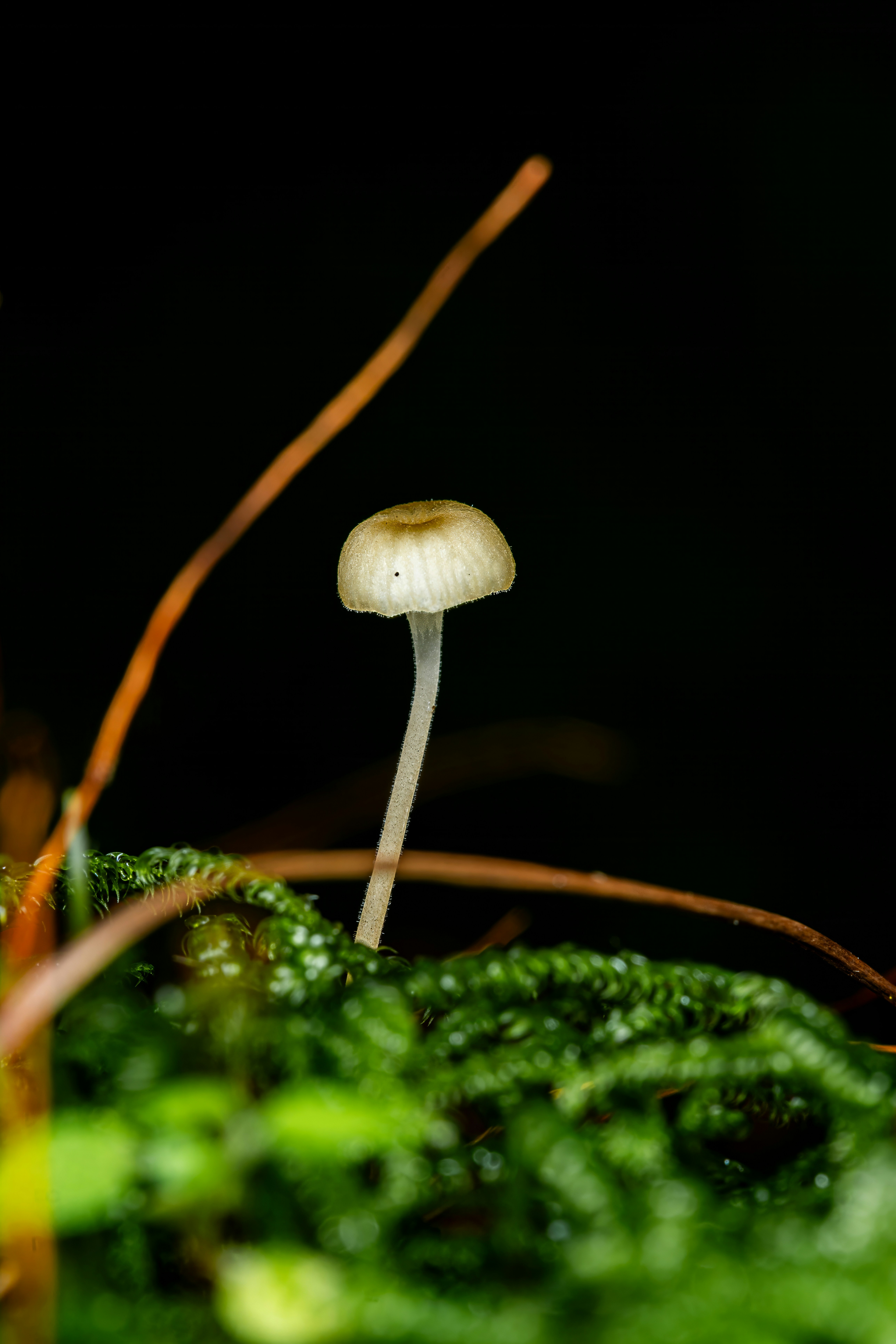 Ivory Cap Rising from Moss on a Night-Black Canvas