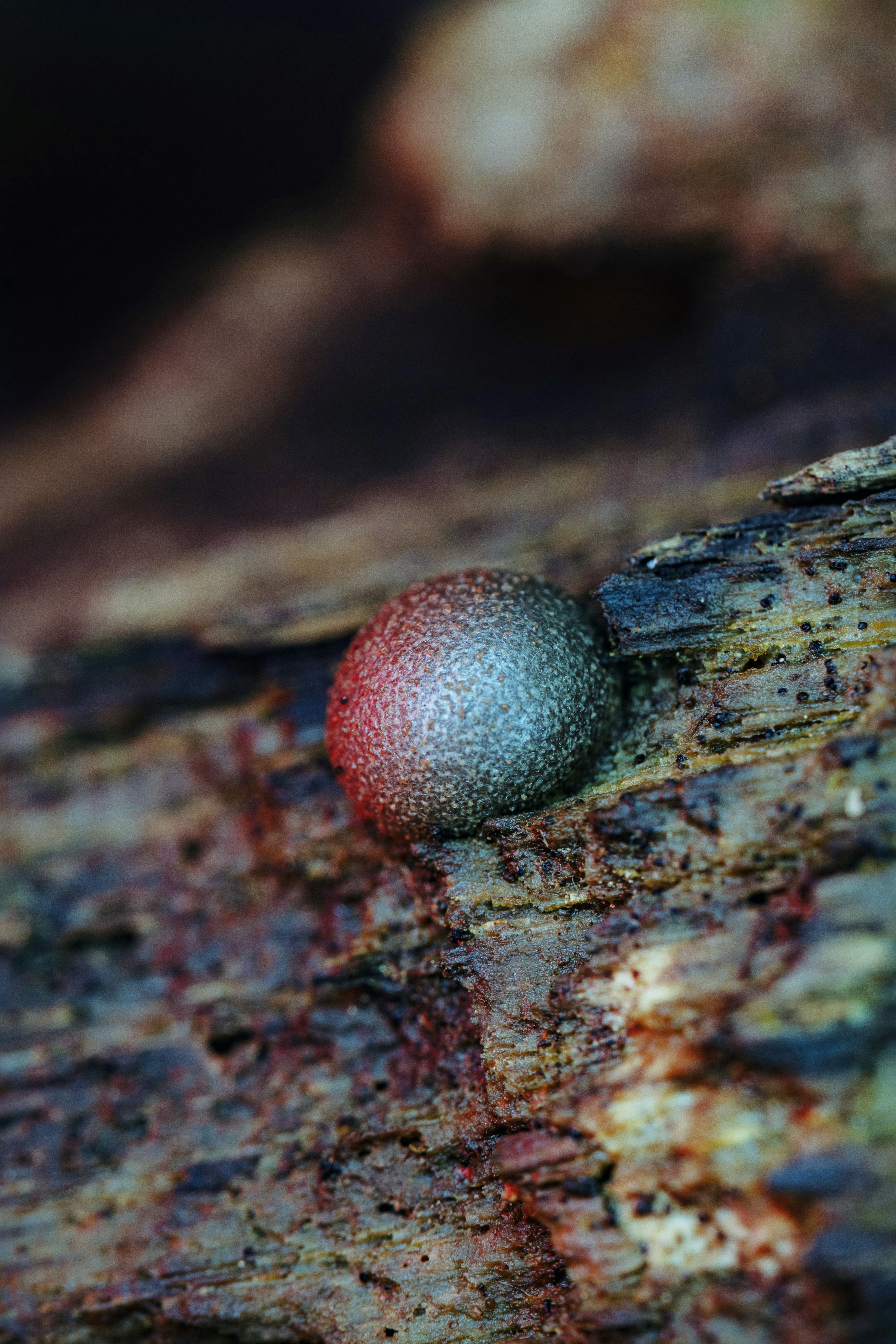 Photo by Alexandre Daoust with Fujifilm X-T5