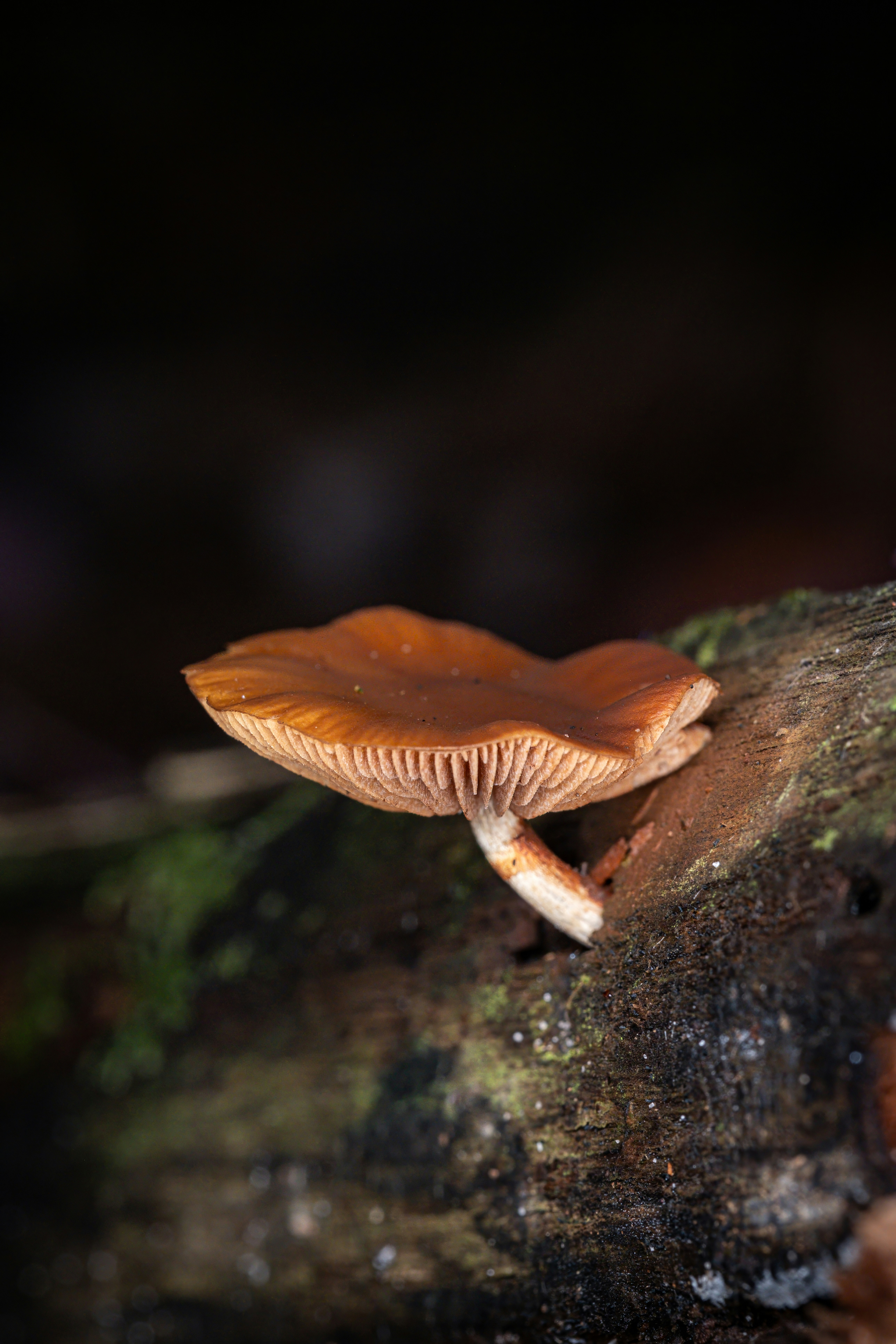 Orange Bracket Fungus Clinging to a Mossy Log