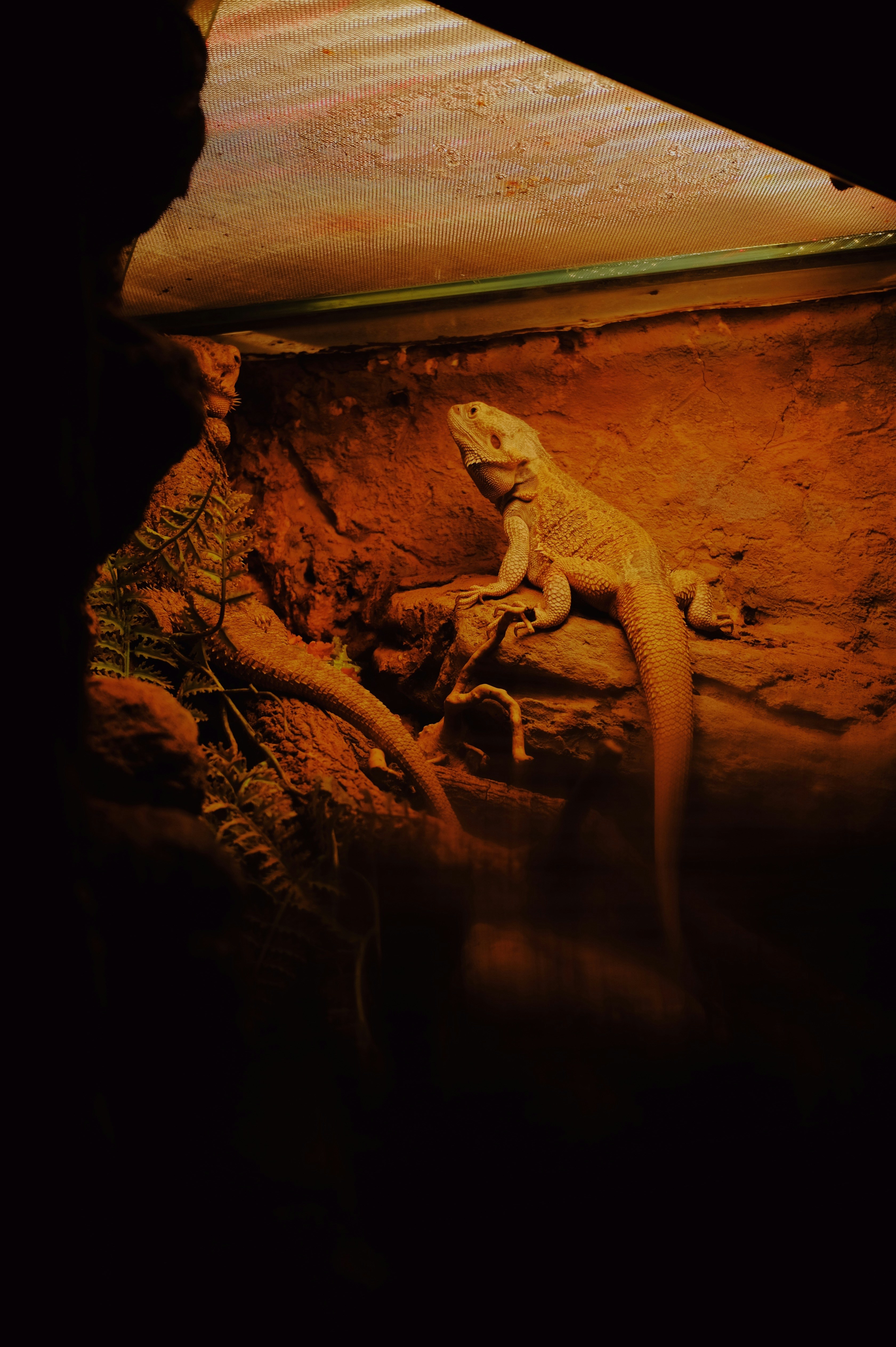 Ember-Glow Bearded Dragon on a Desert Rock