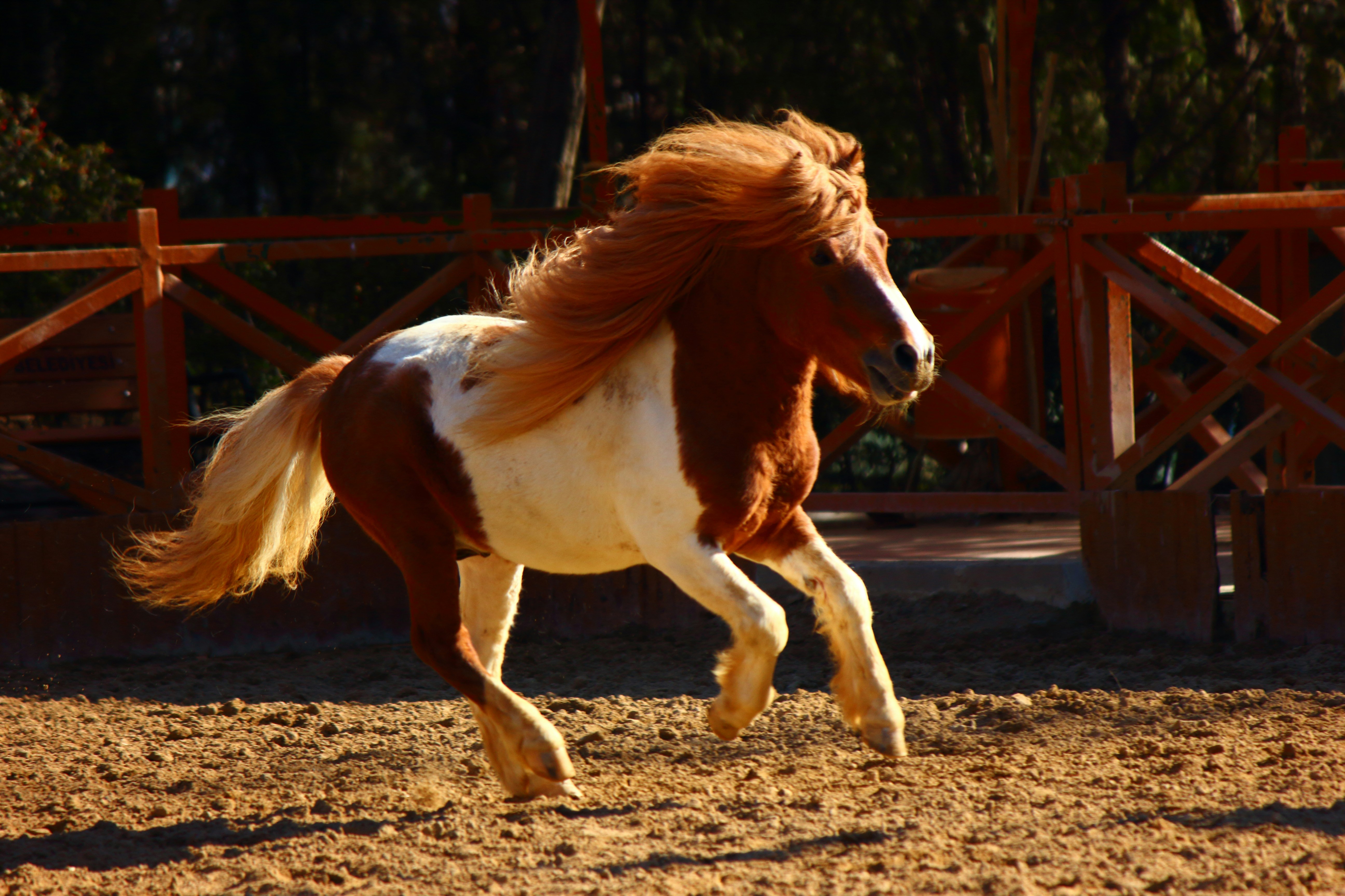 Pinto in Motion: A Sunlit Gallop Across the Arena