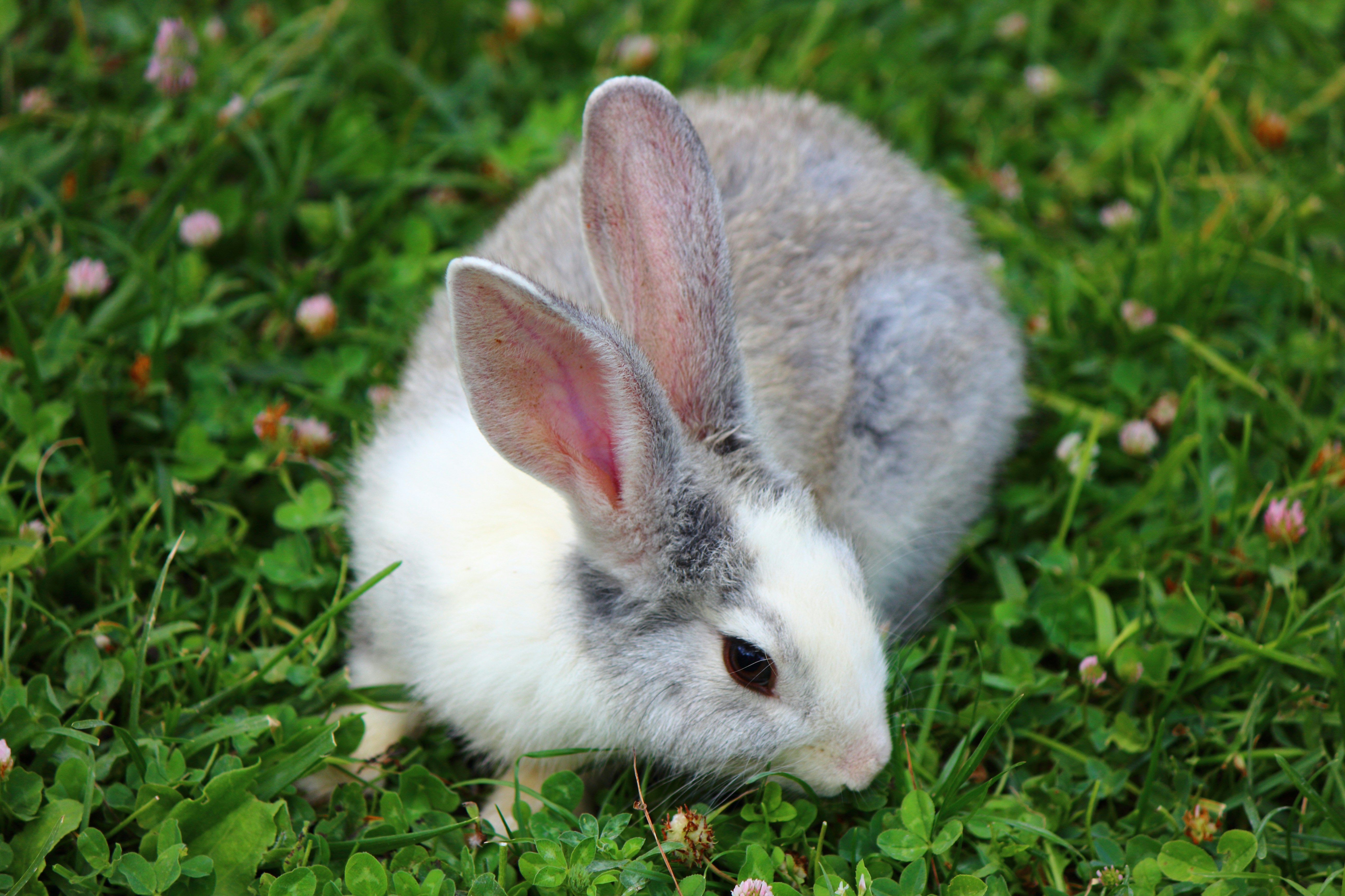 A gray and white rabbit sitting on top of a lush green field photo ...