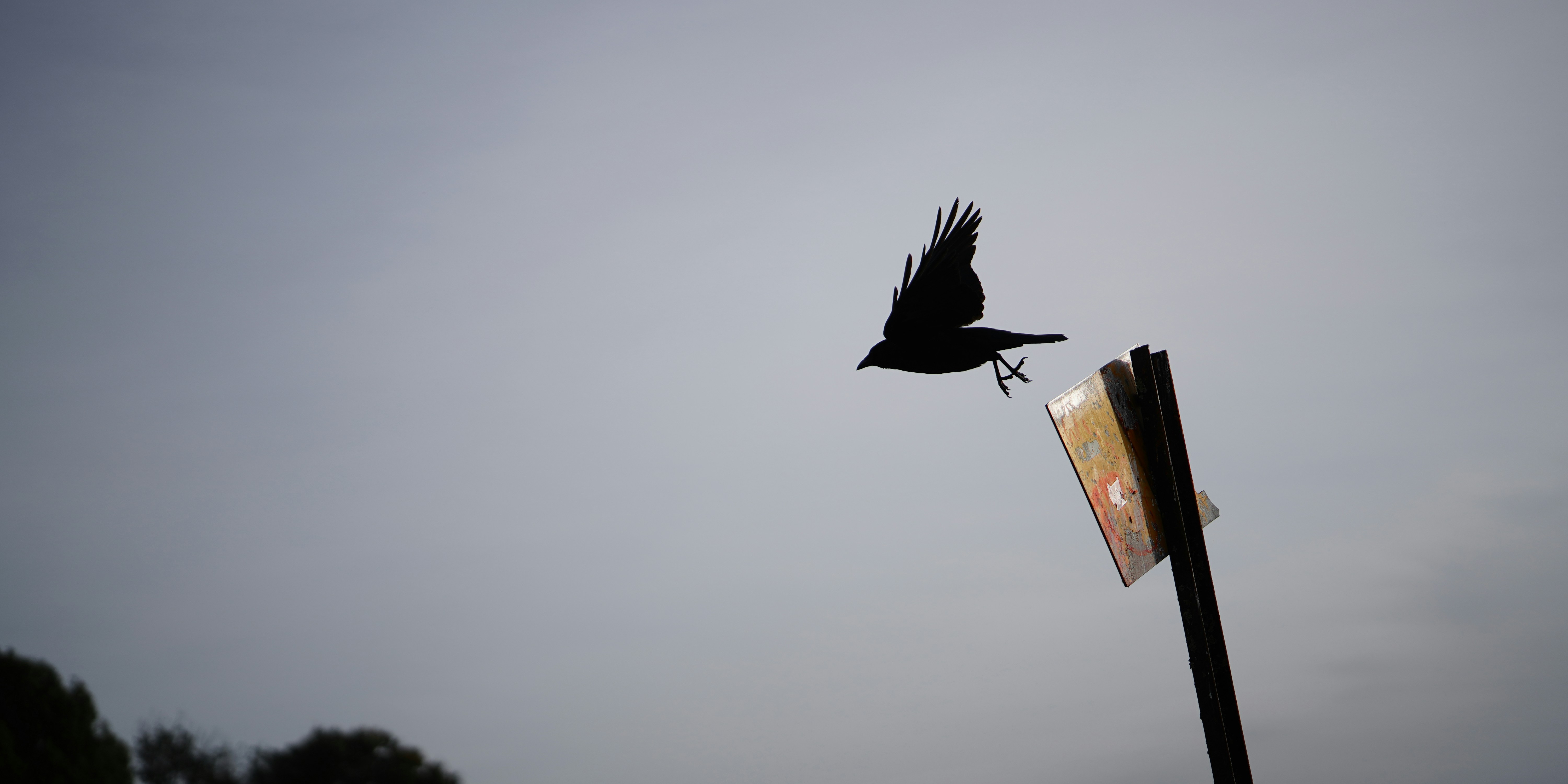 Wingbeat Over a Weathered Lamppost