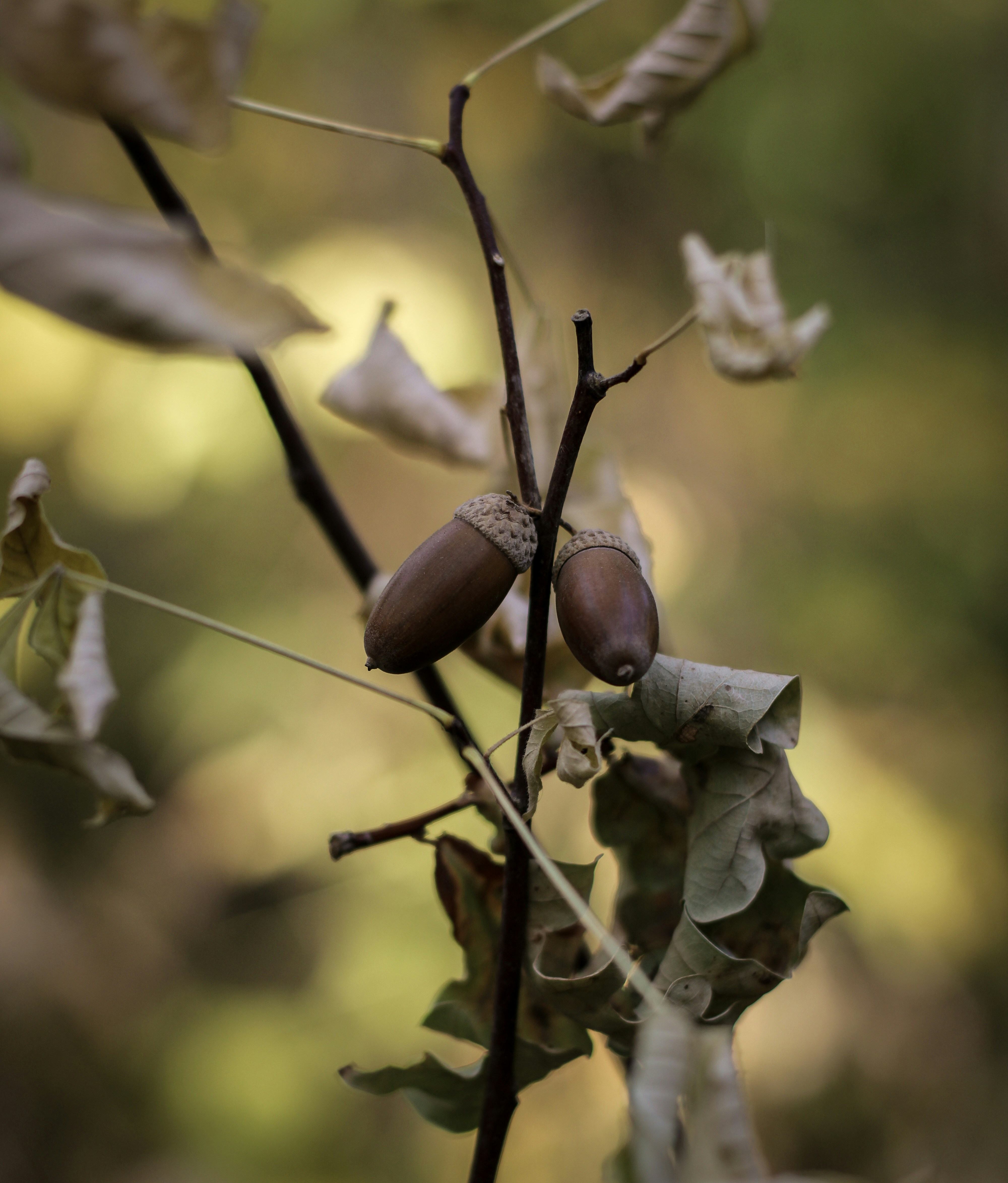 Two Acorns Adorn a Silhouetted Twig in Velvet Bokeh