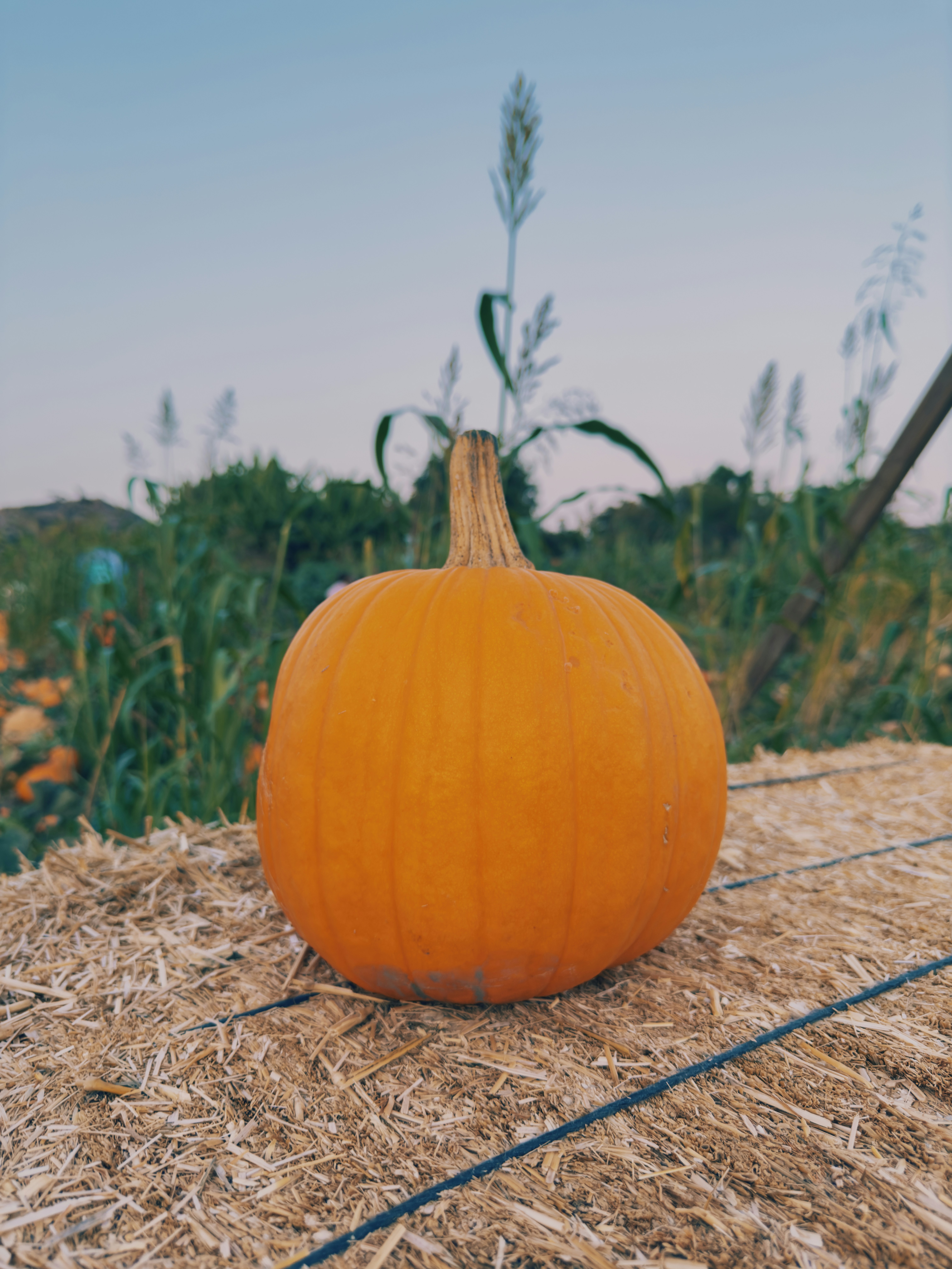 Harvest's Golden Gem
