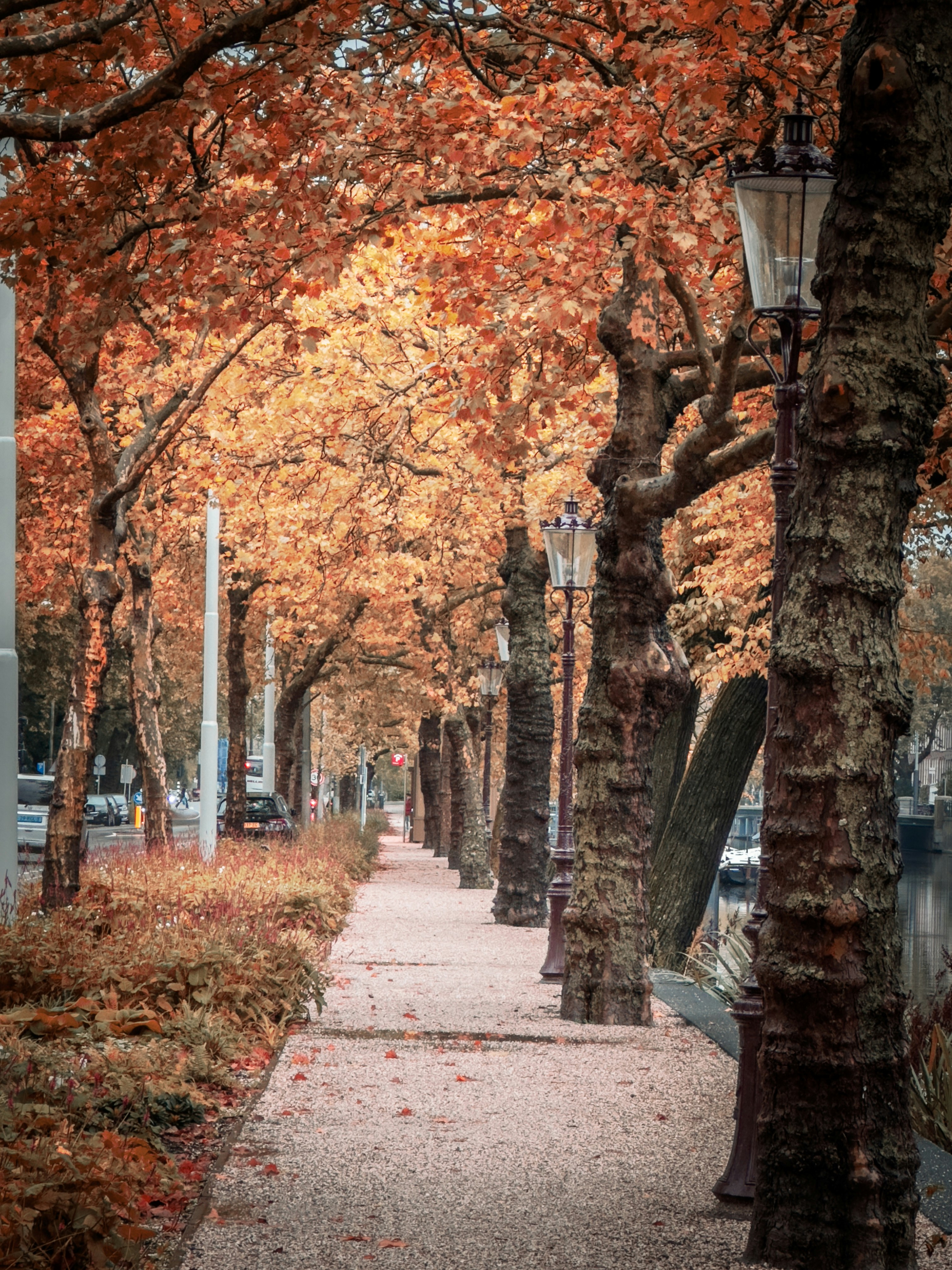 A sidewalk lined with trees with orange leaves photo – Free Amsterdam ...