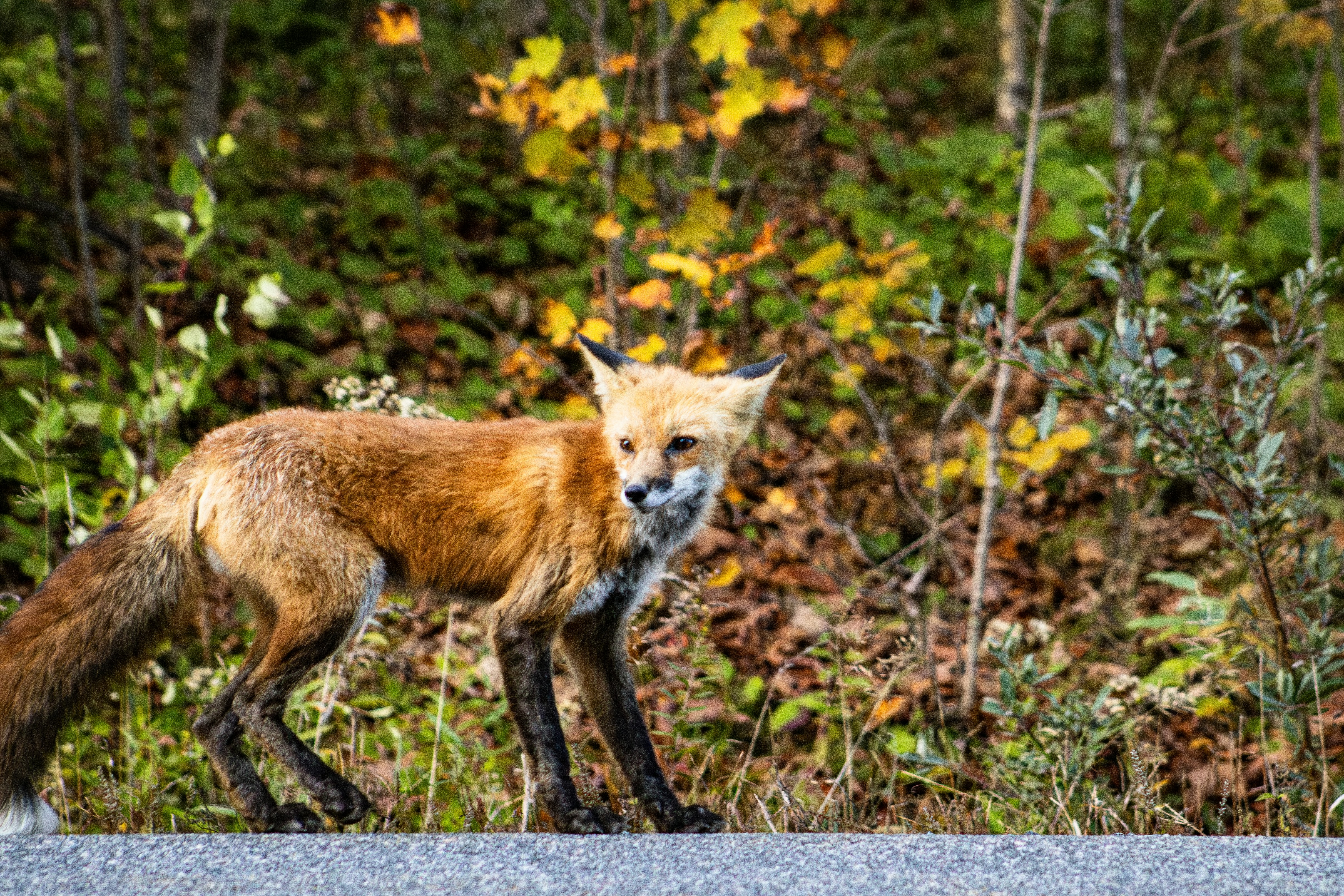 Autumn Fox Pauses on a Forest Road