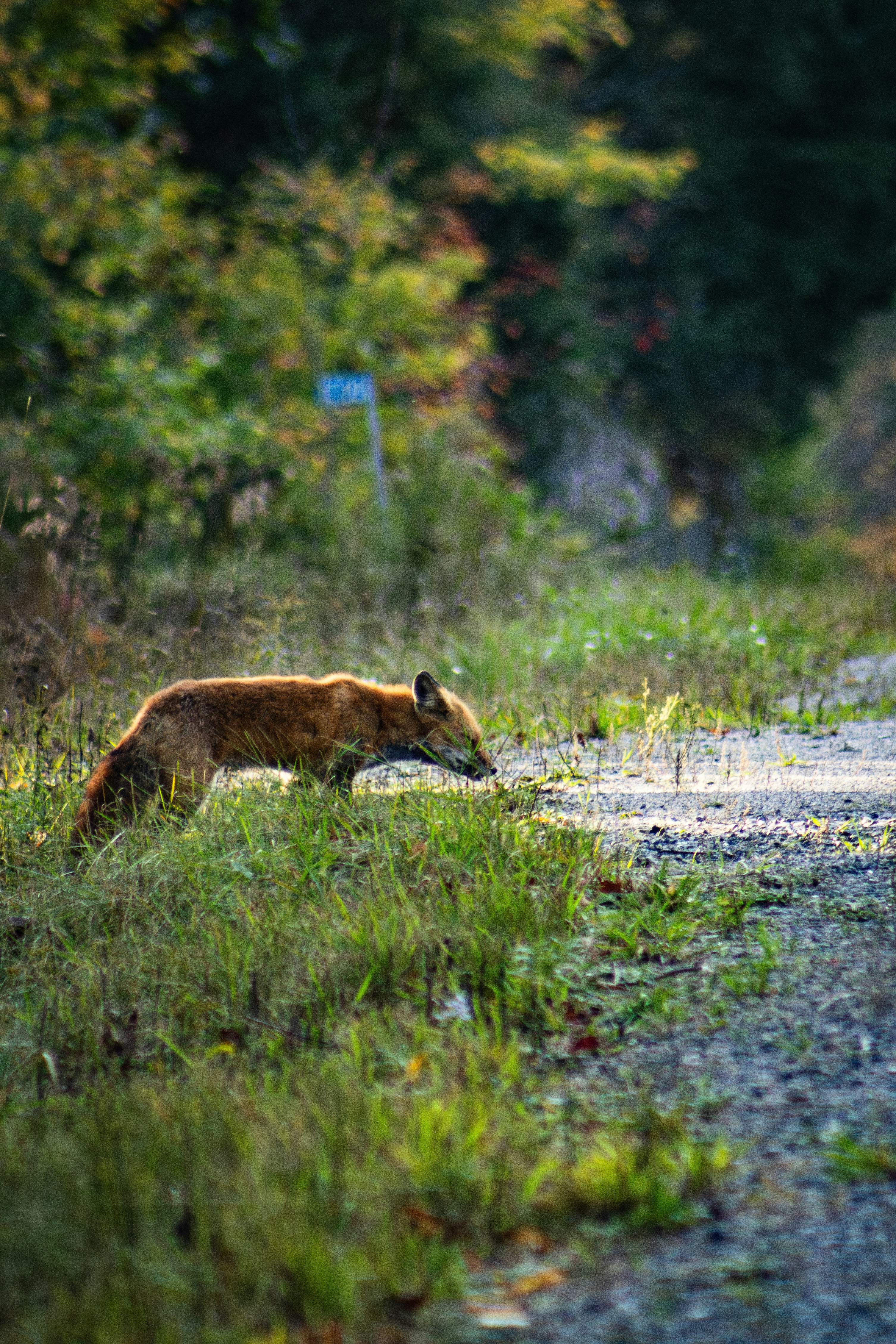 Amber Fox on a Mossy Gravel Road Amid Autumn Light