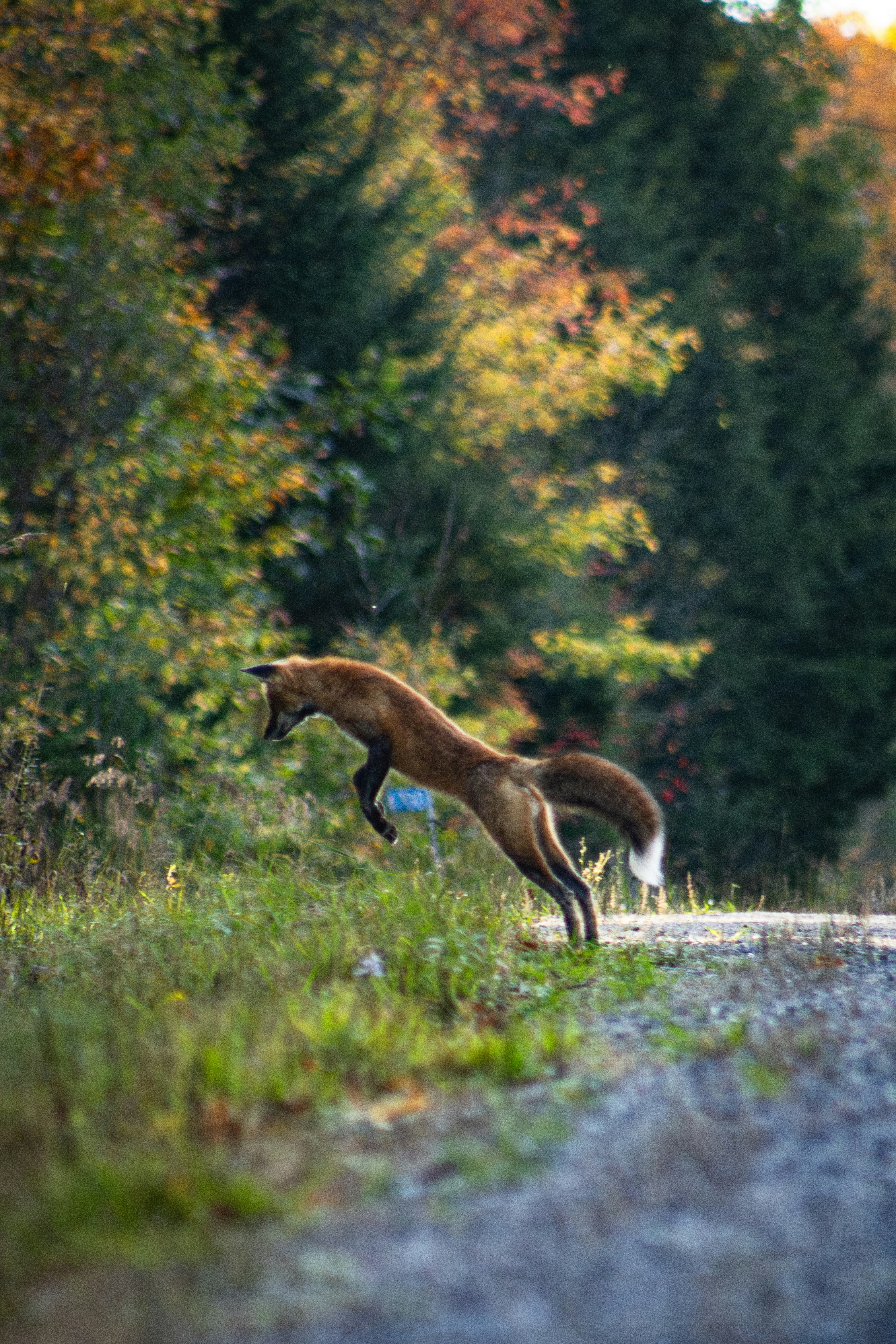 A fox jumps into the air to catch a bird photo – Free Forest Image on ...