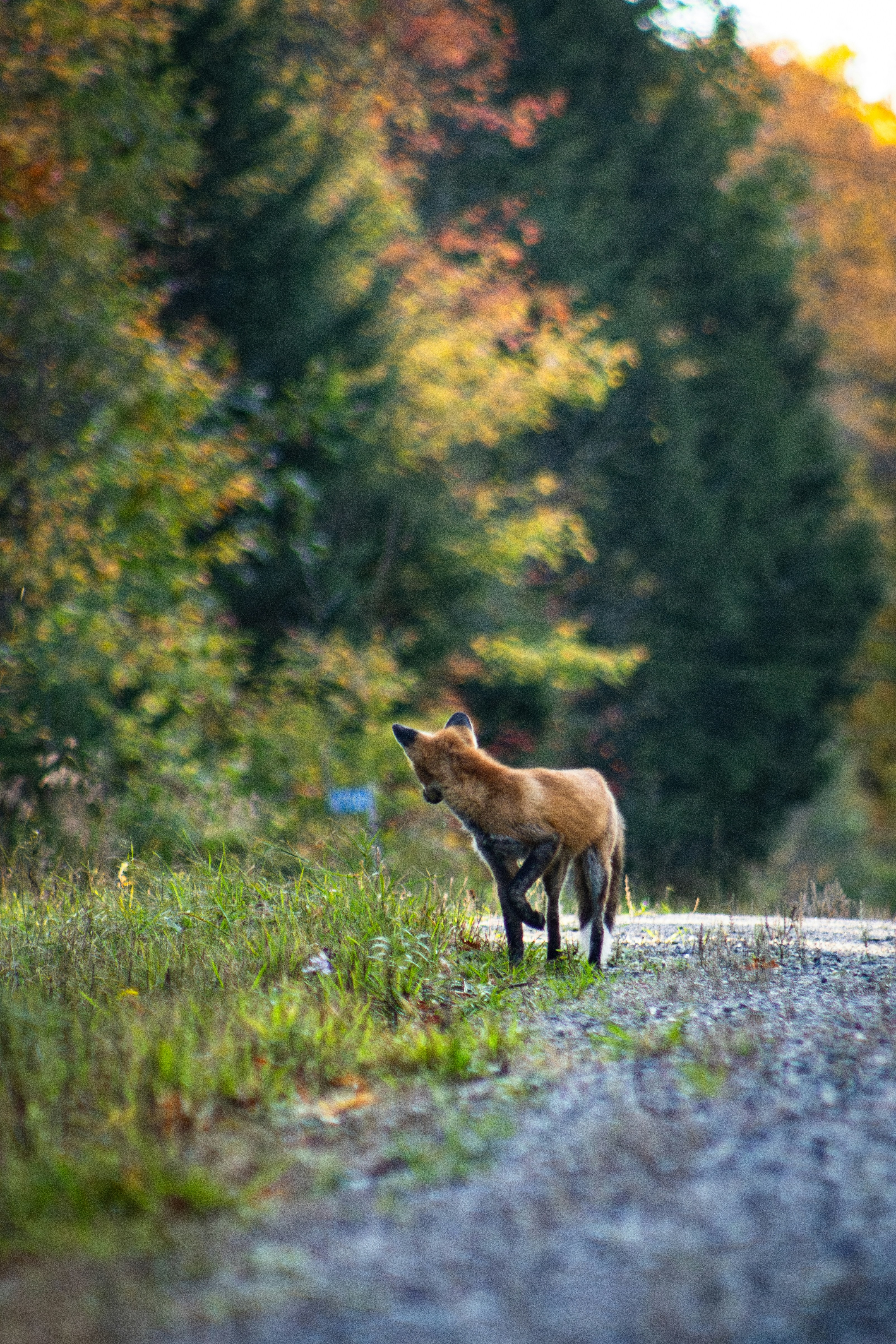 Crimson Fox Pauses on a Gravel Path Beneath Autumn's Quiet Edge