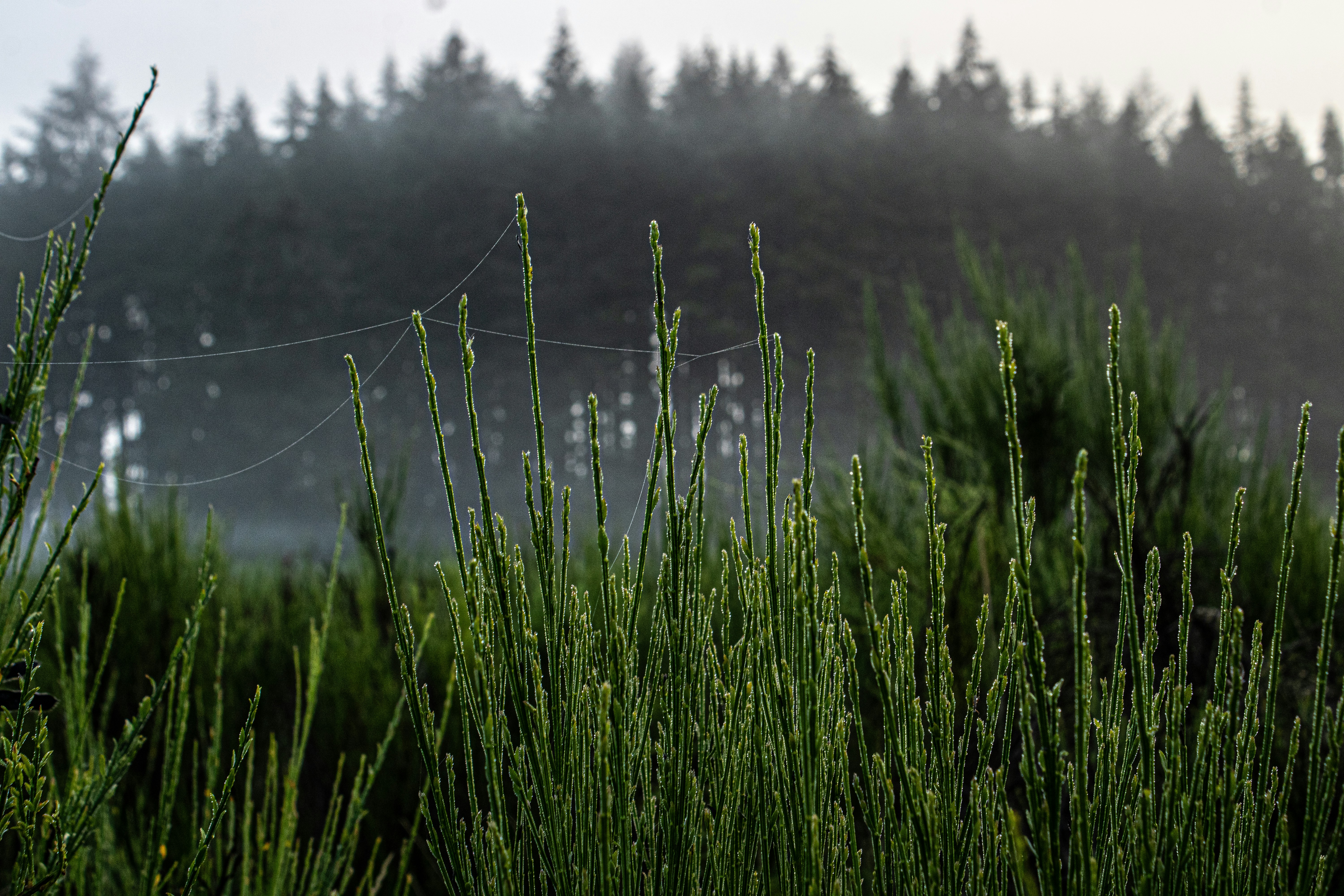 Dawn on a Dew-Threaded Meadow: Grass Framed by Mist and Webs