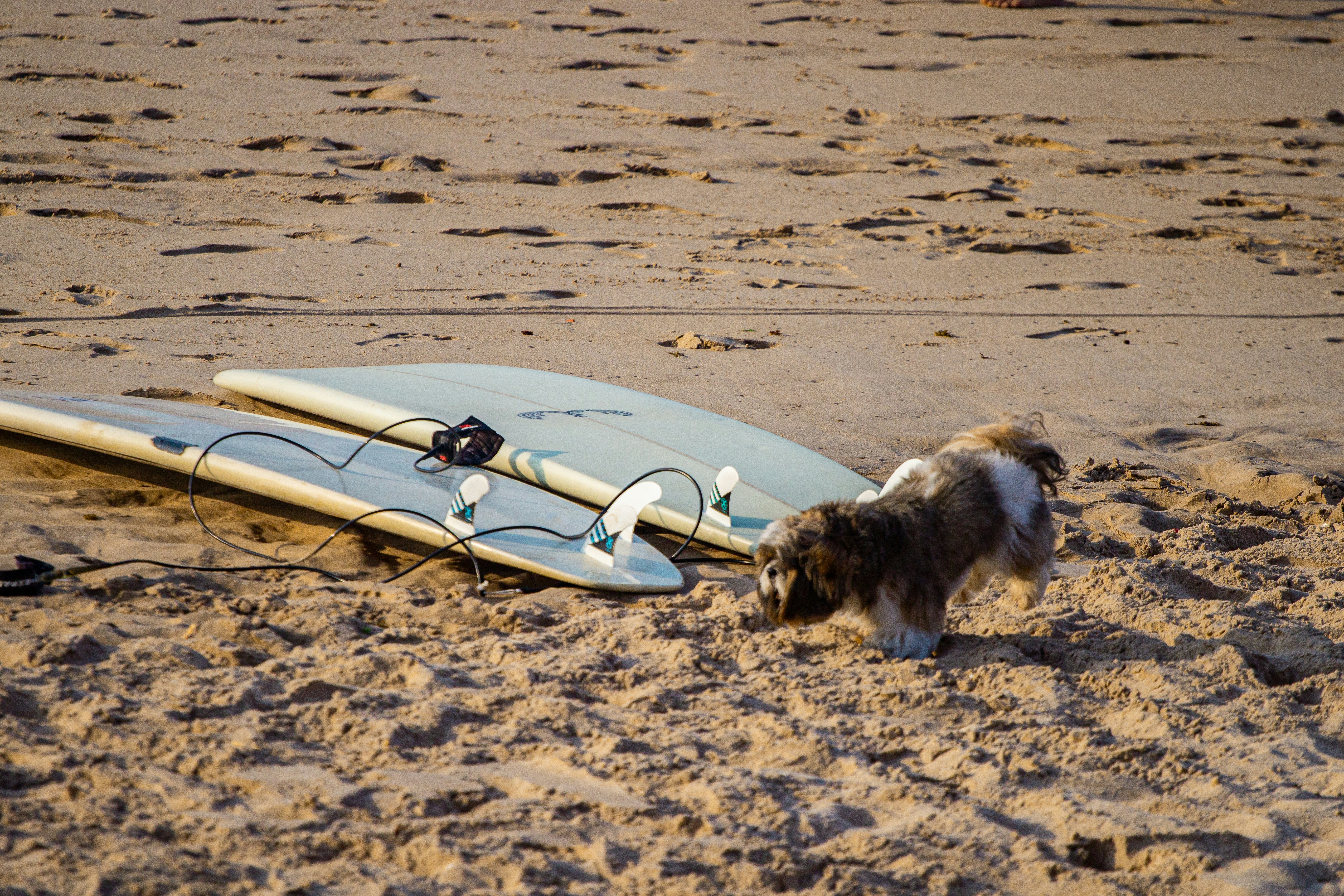 Beachside Pup and Surfboards at Dusk