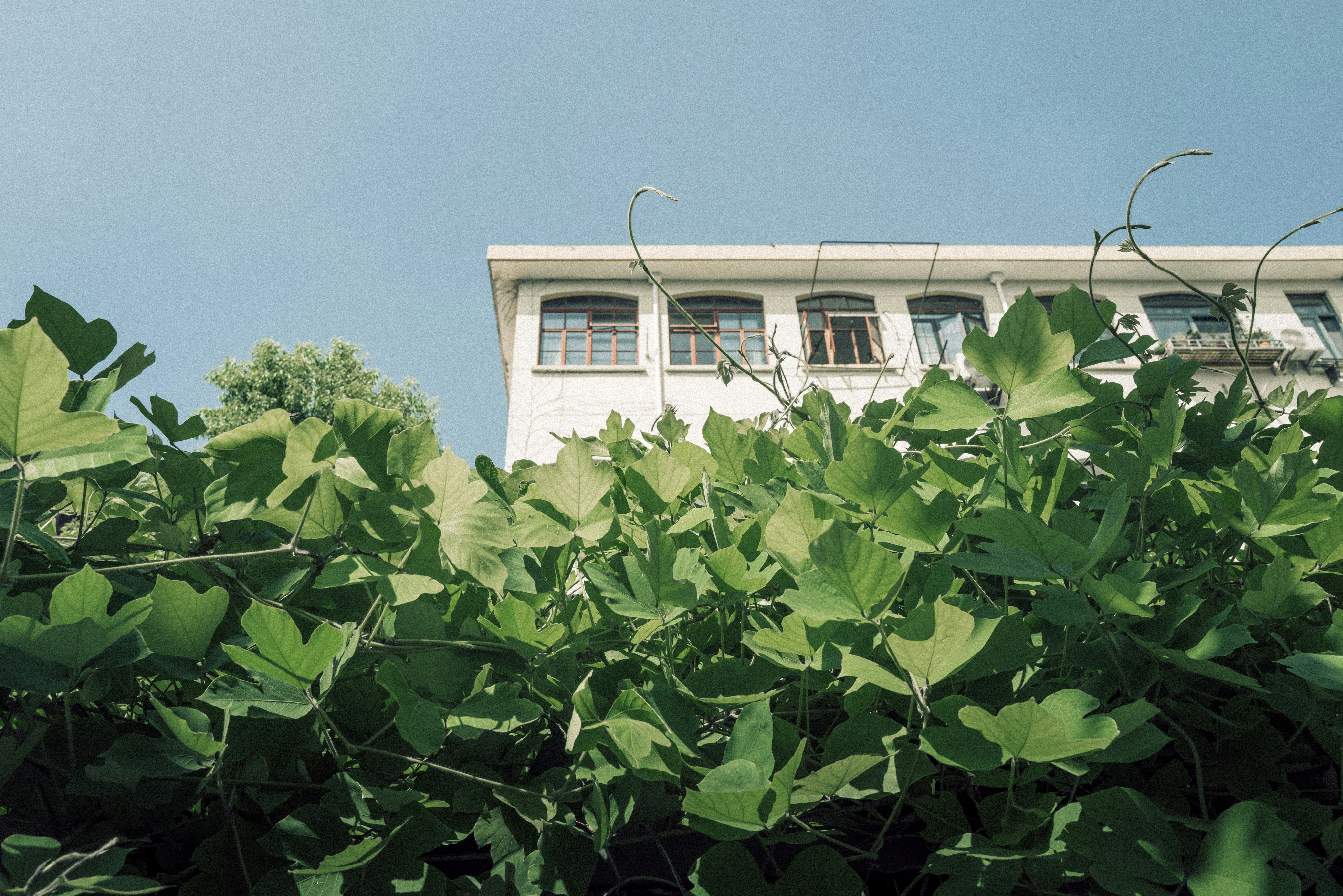 A tall white building sitting behind a lush green bush