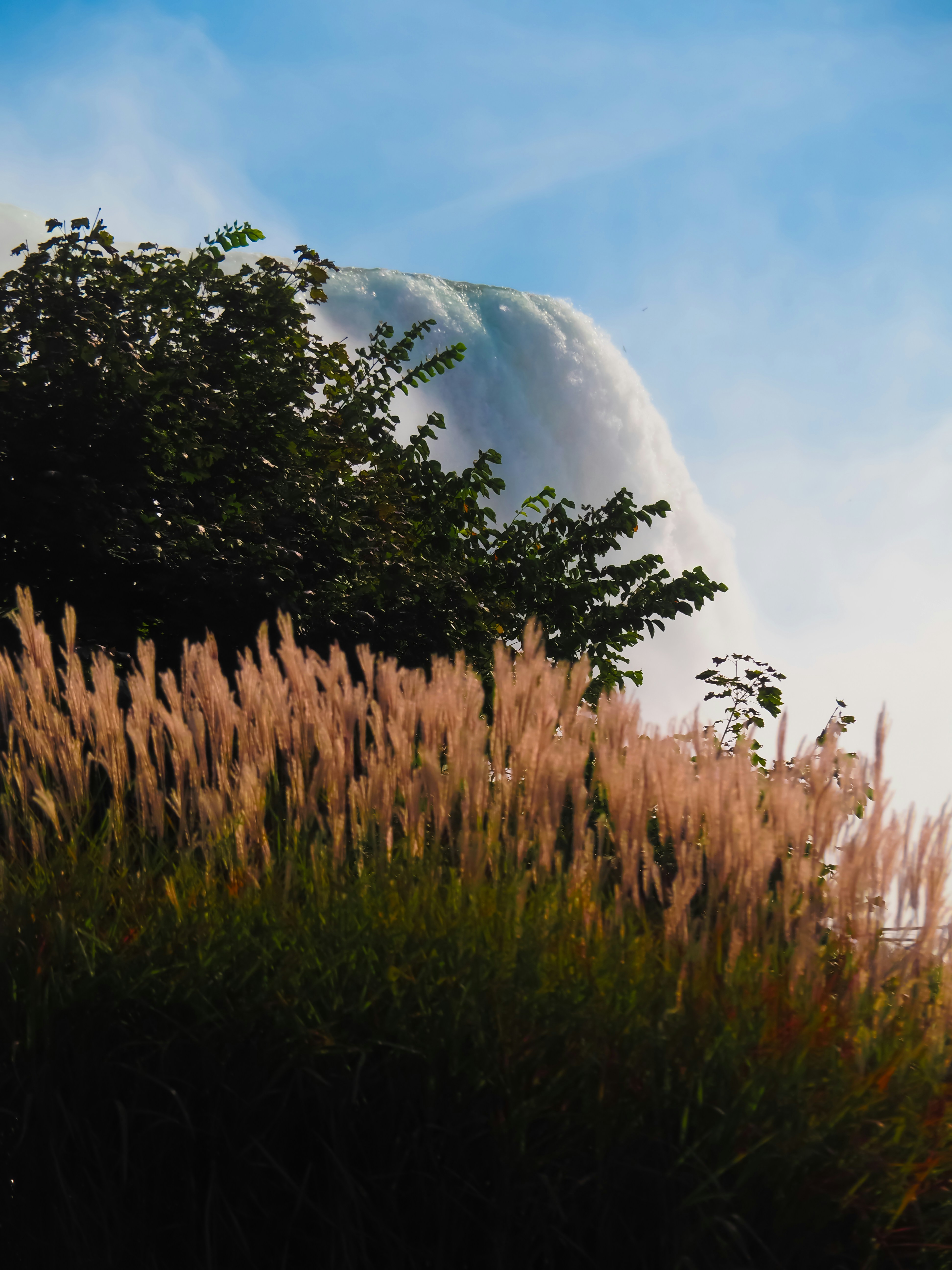 Mist Over the Falls Framed by Golden Grasses