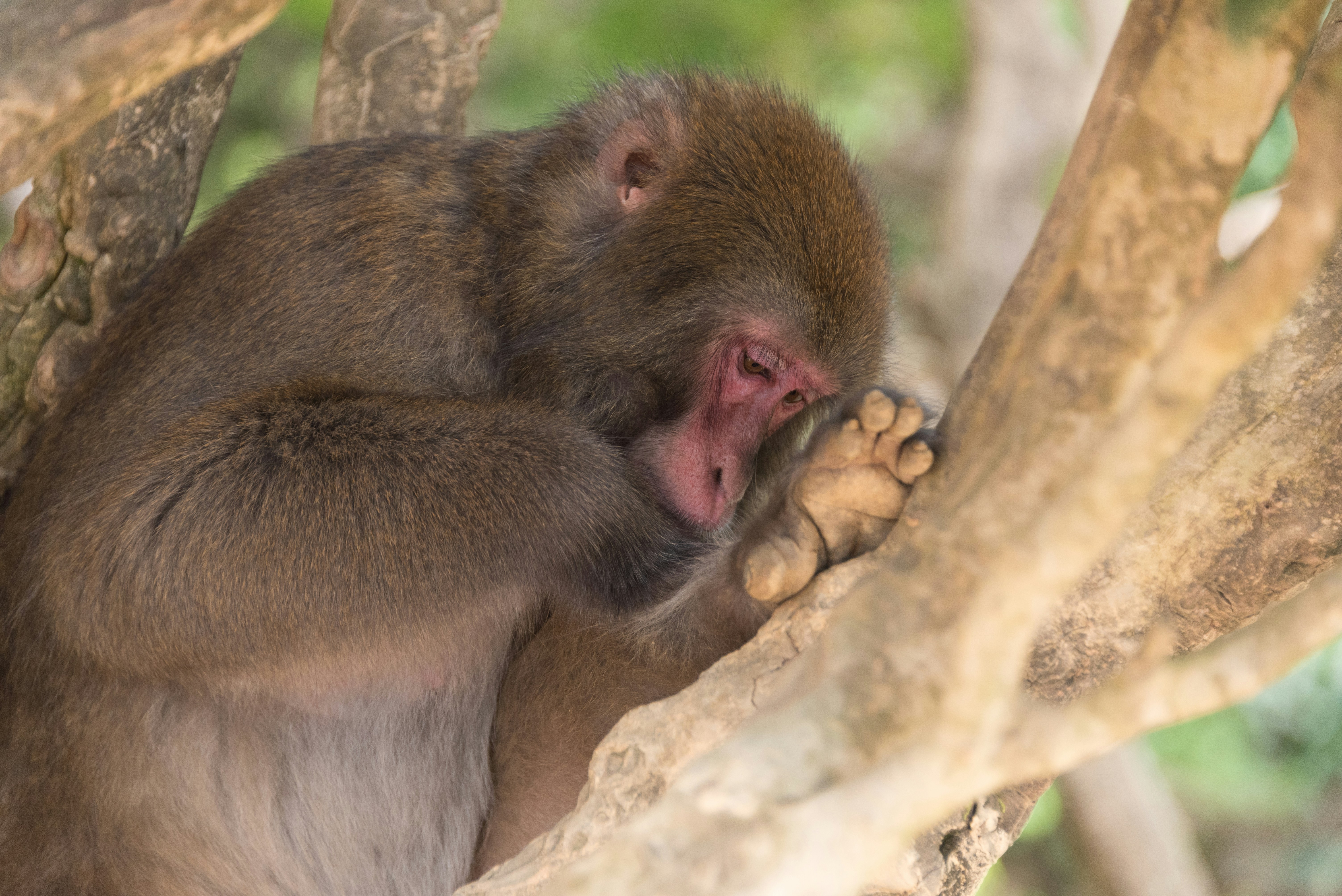 Whispering Branches: A Brown Macaque at Rest