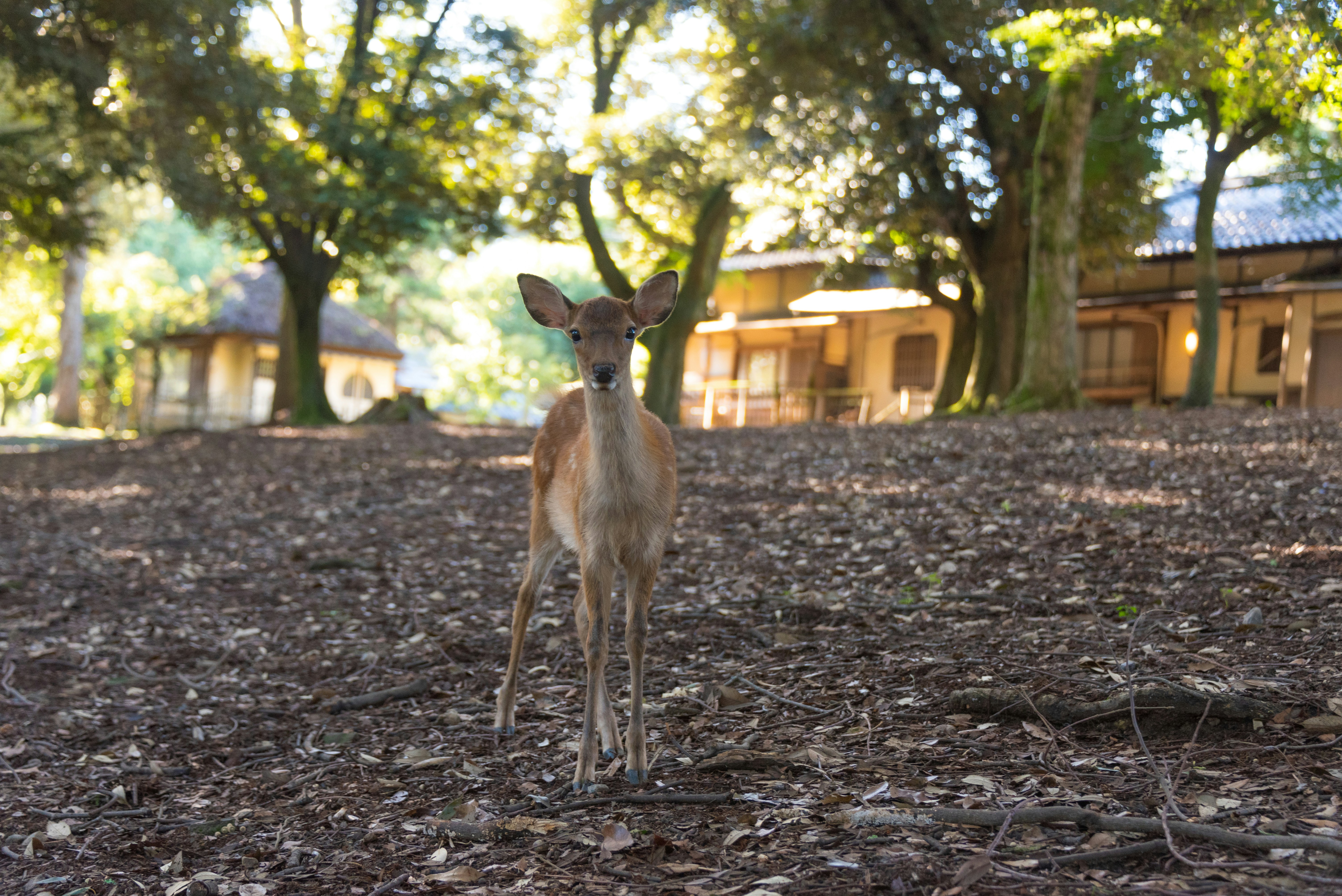 Deer in a Sunlit Temple Park: A Quiet Pause Amid Wooden Courtyards