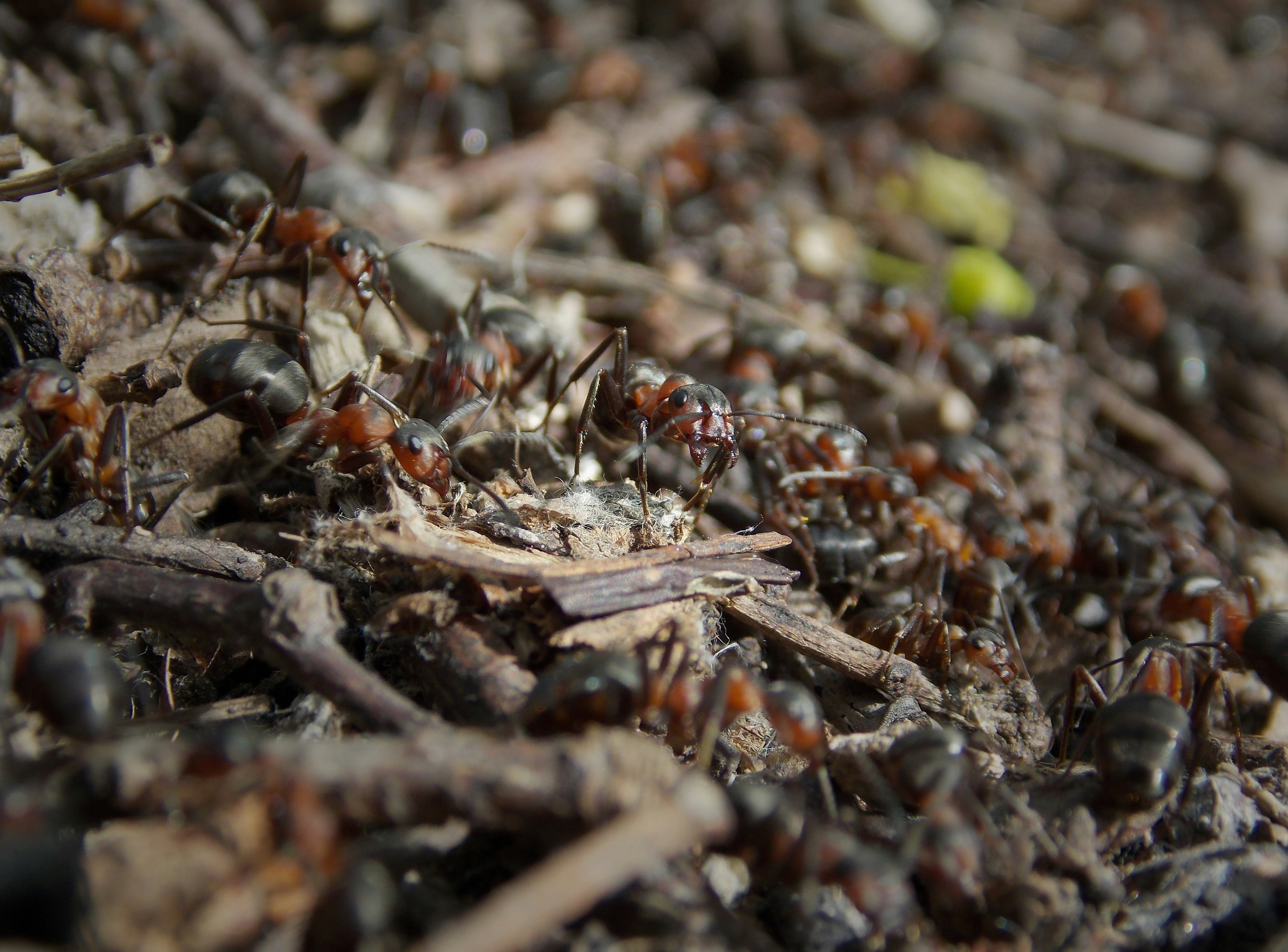 A close up of a group of ants photo – Free Russia Image on Unsplash