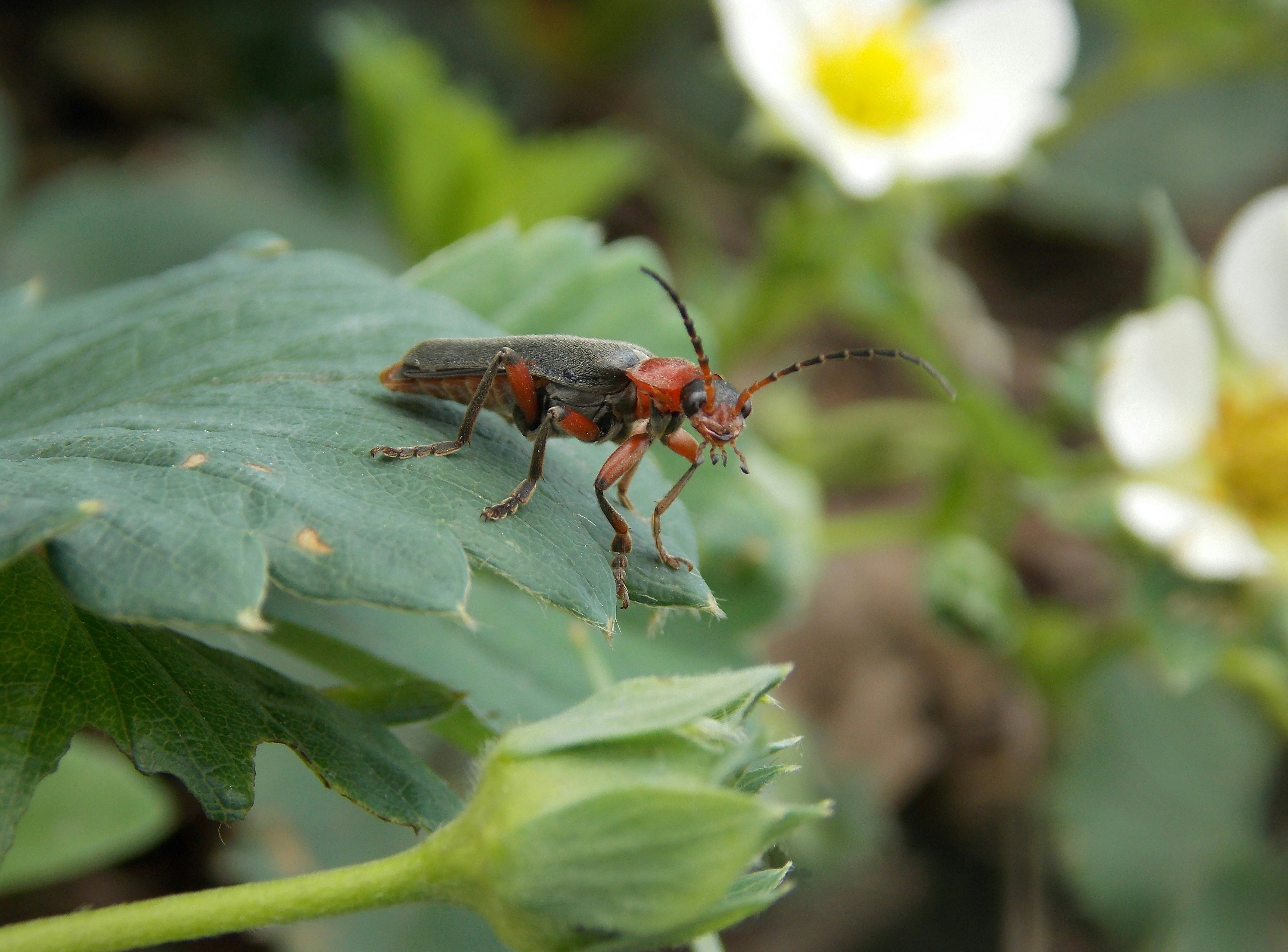 Close-up of a crimson soldier beetle perched on a strawberry leaf with blurred white blossoms in the background.