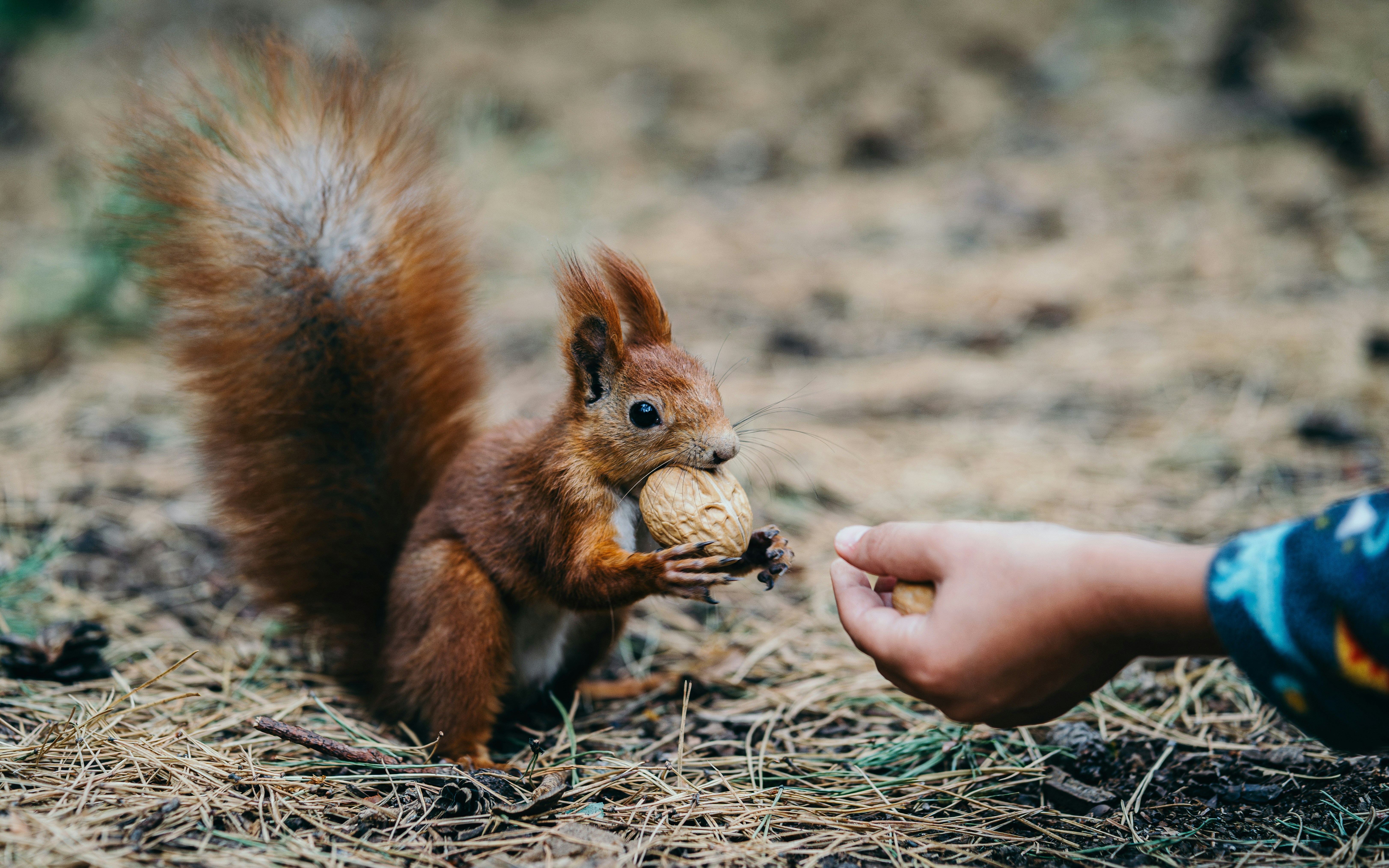 A person feeding a squirrel a piece of food photo – Free Wildlife Image ...
