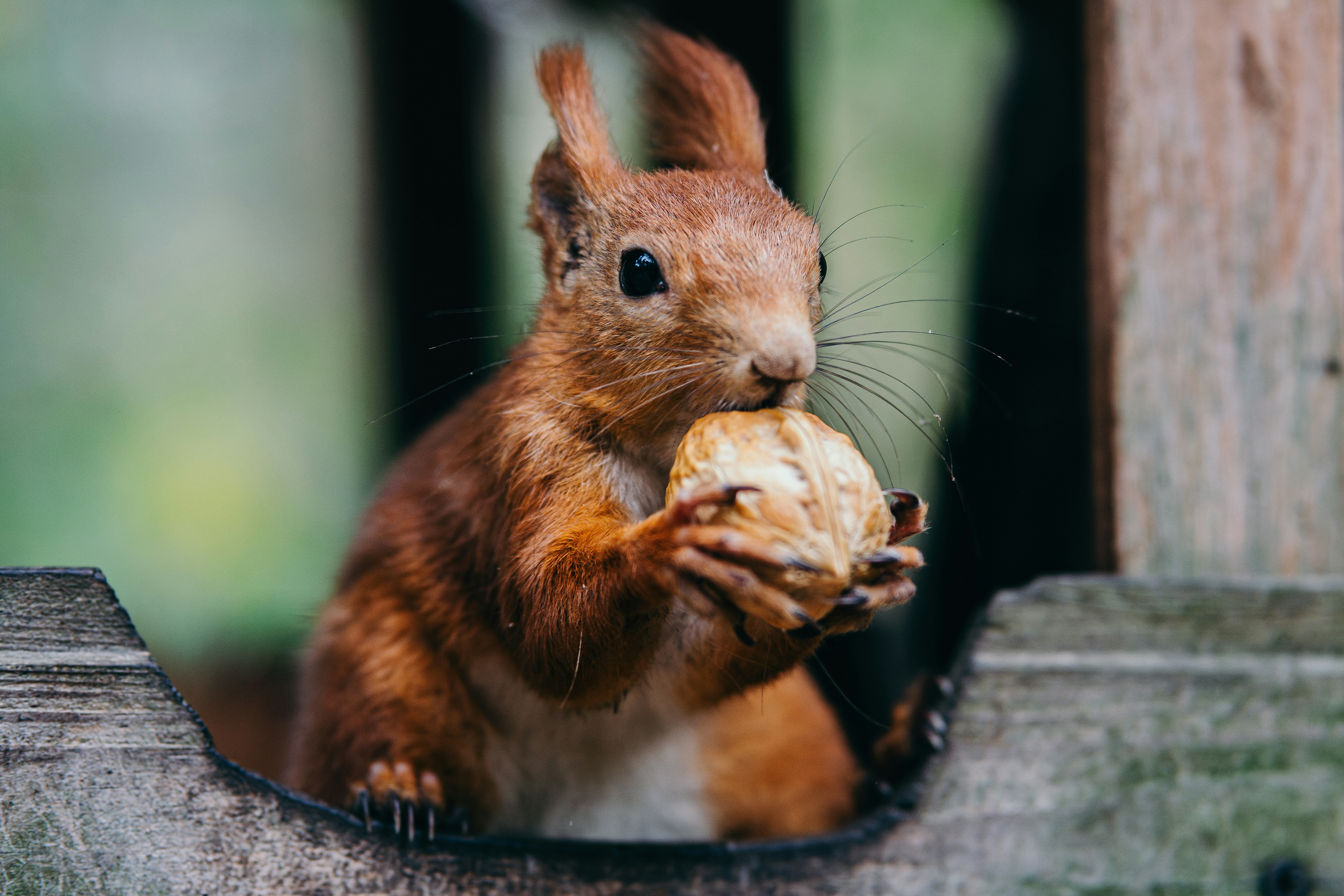 A squirrel is eating a piece of bread photo – Free Image on Unsplash