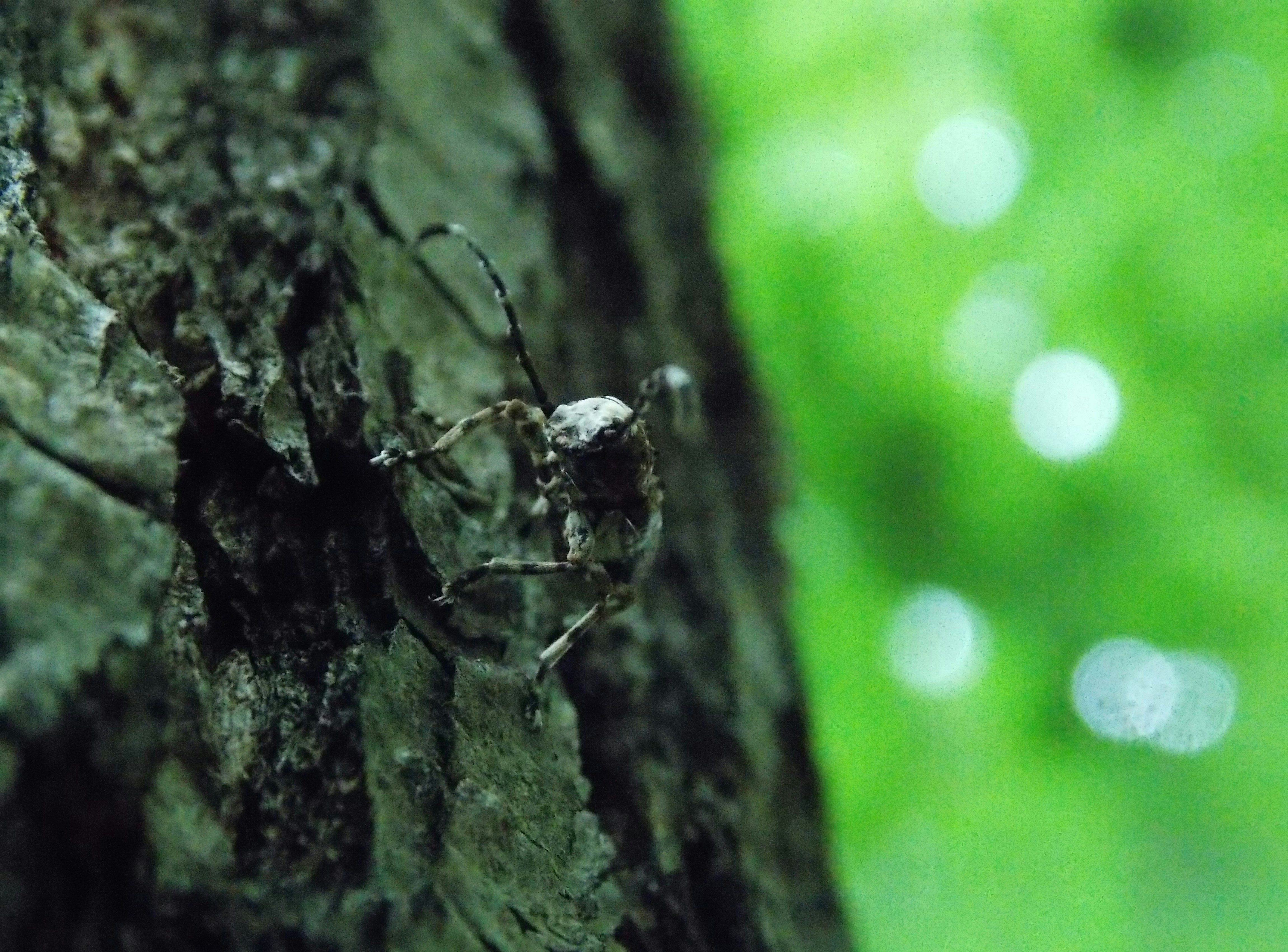 Grey beetle blends seamlessly into tree bark with blurred green foliage in the background.