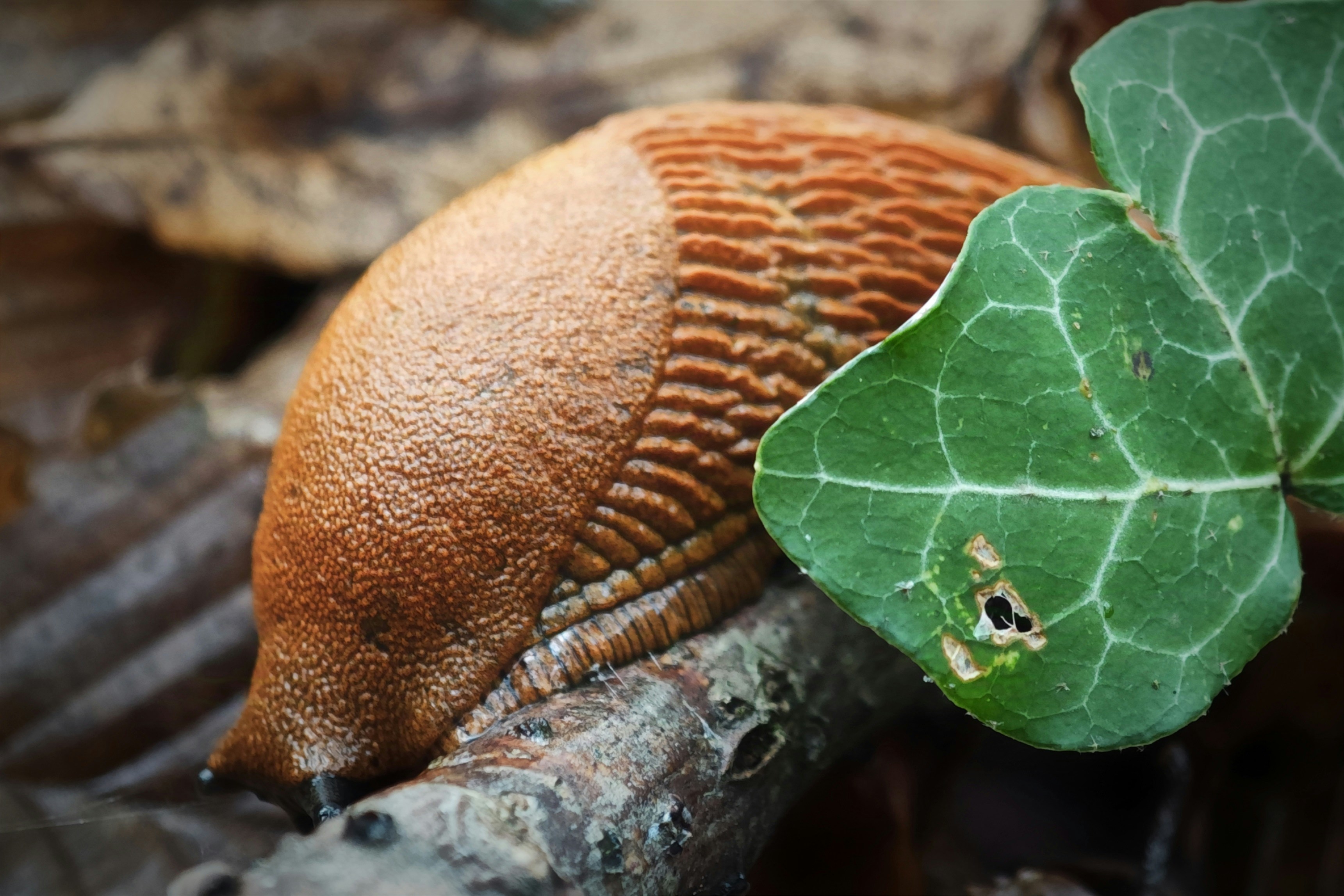 Macro photograph of a textured brown mushroom cap amid ivy on a forest floor.