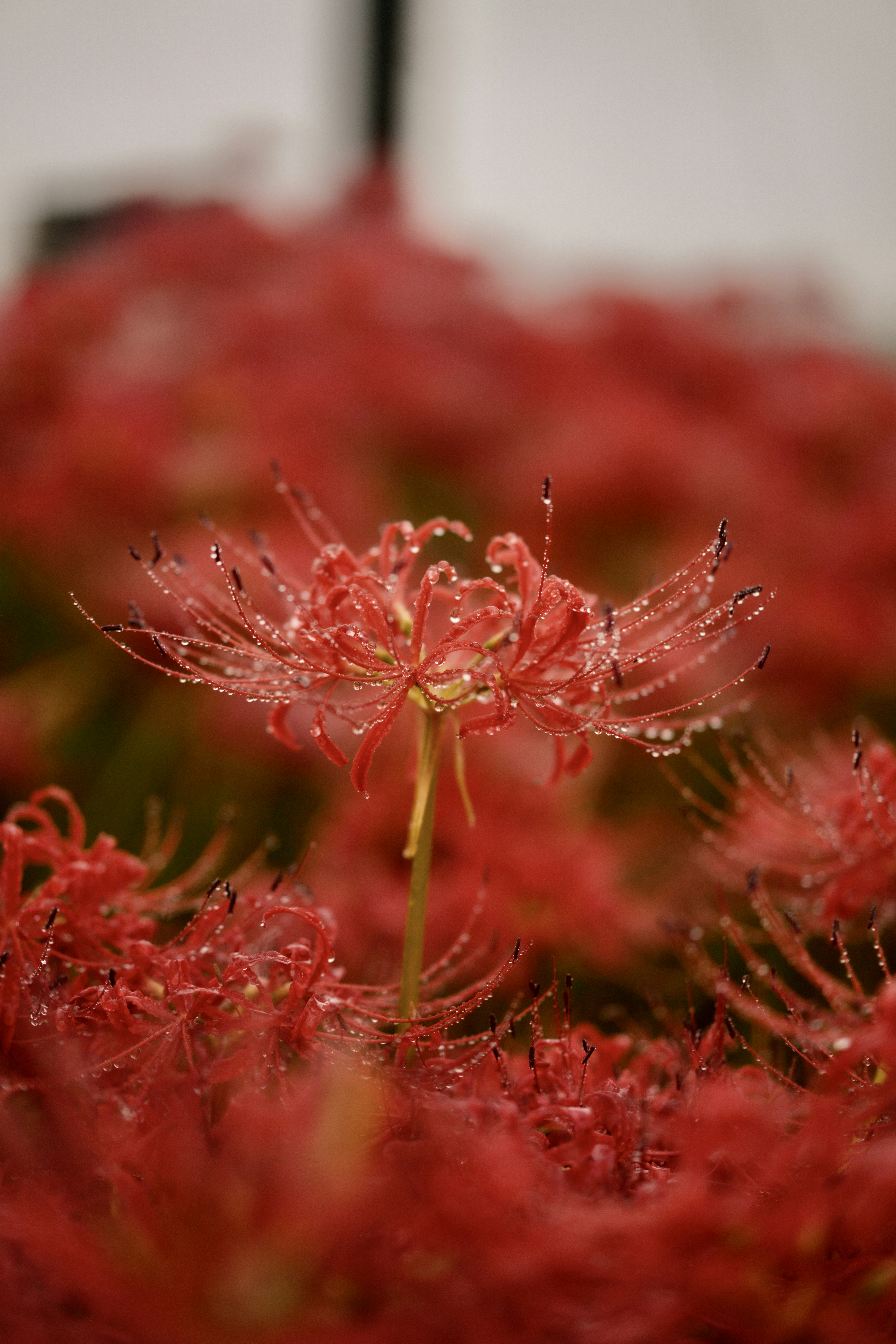 Dewy Crimson Spider Lily: Center Stage in Velvet Blur