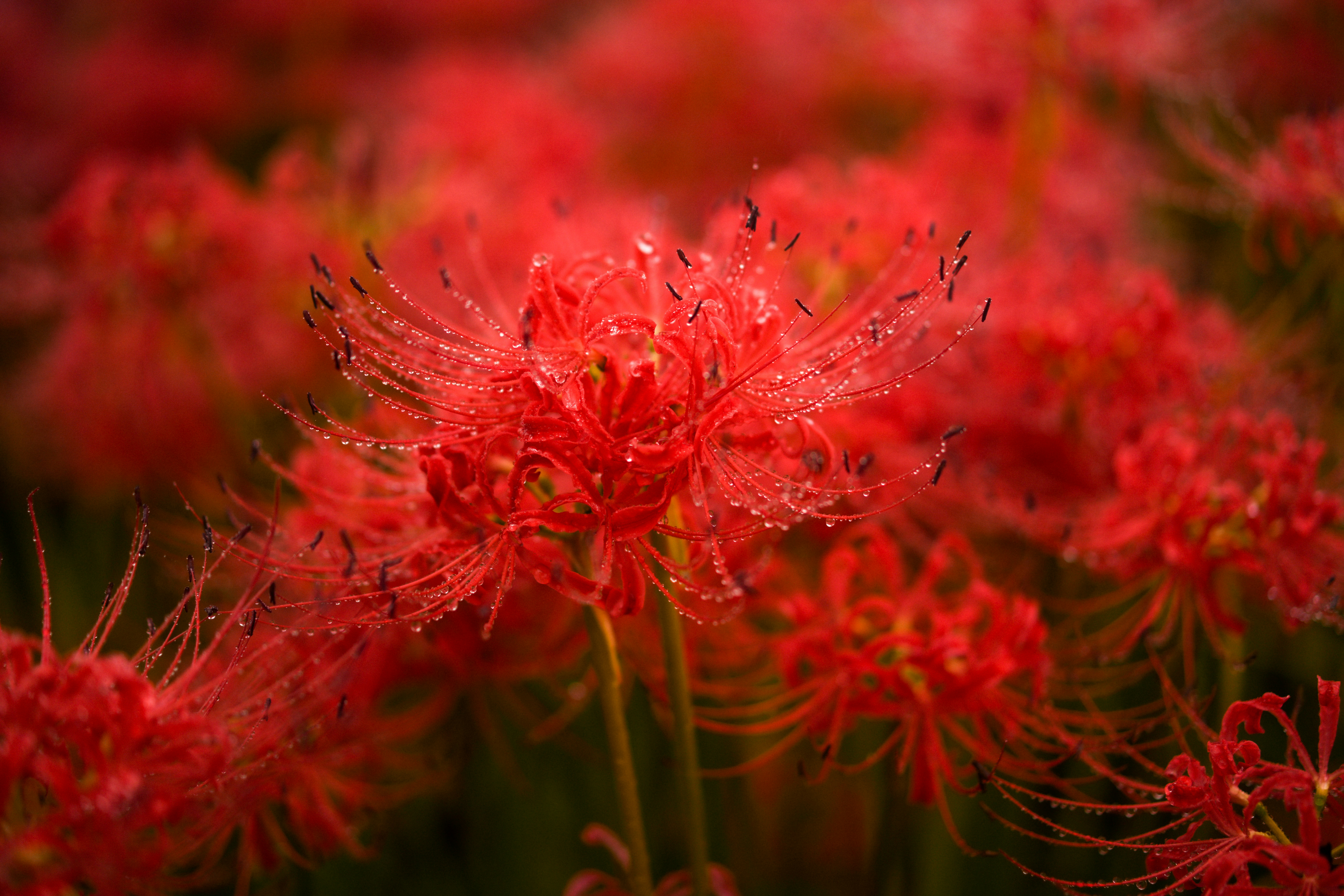 A bunch of red flowers that are in the grass photo – Free Kinchakuda ...