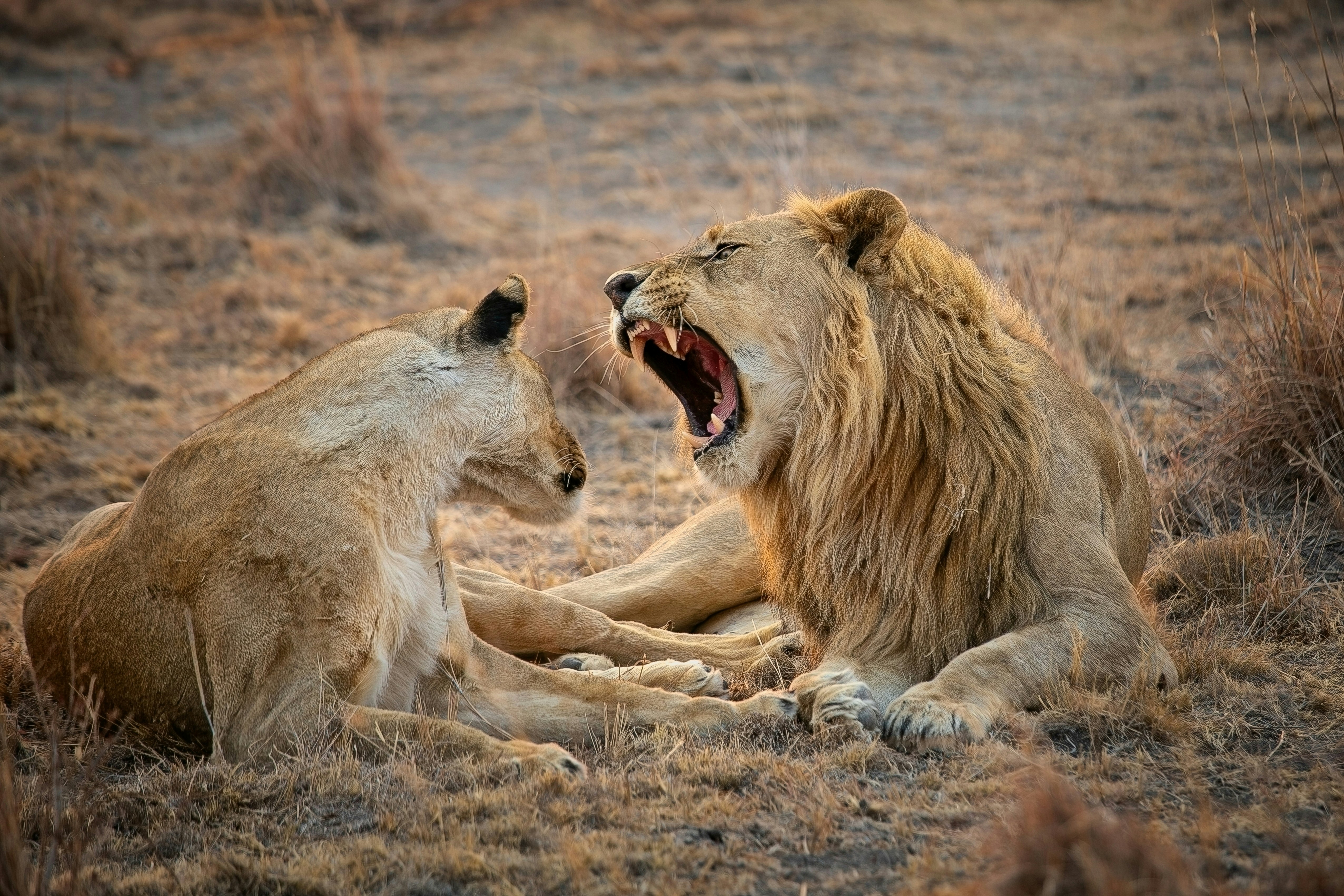 A couple of lions sitting on top of a dry grass field photo – Free ...