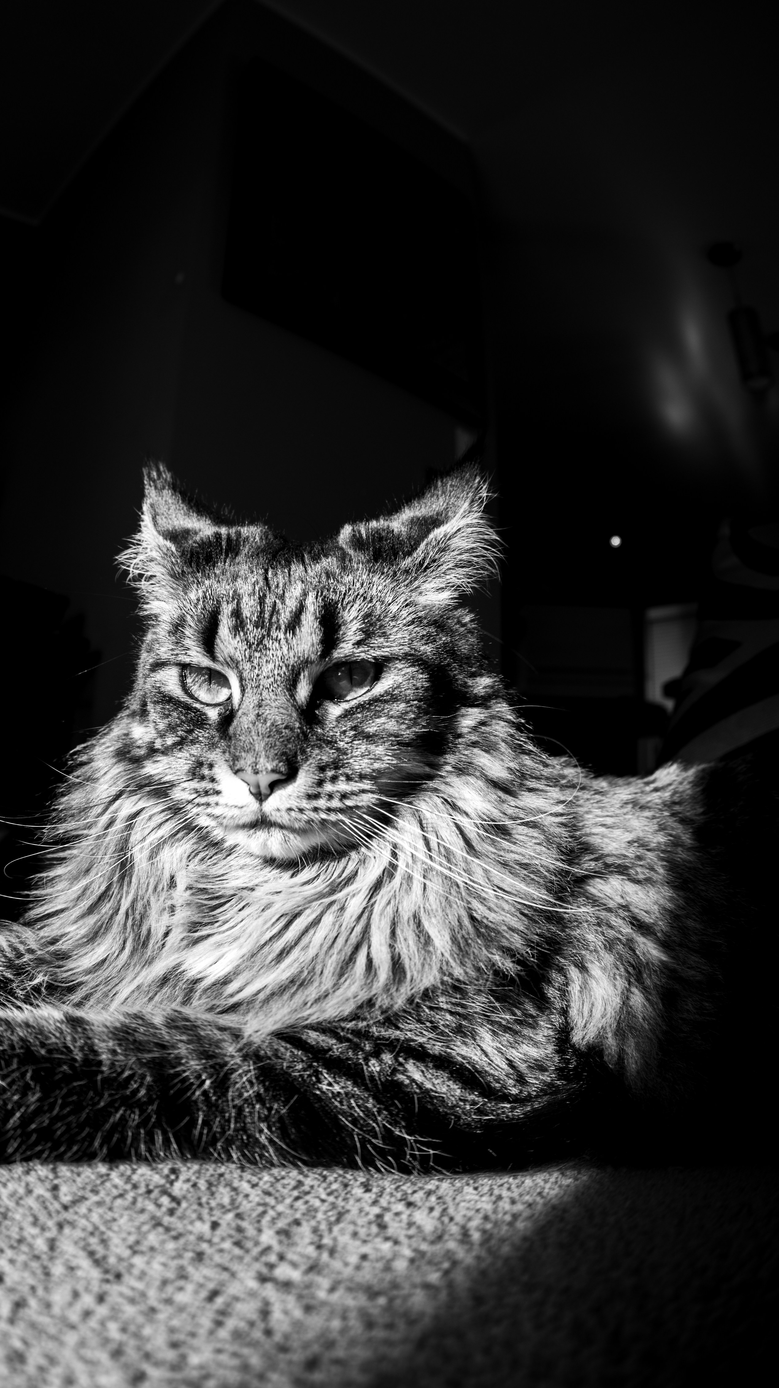 Monochrome Gaze: A Tabby Quietly Reposes in the Spotlight
