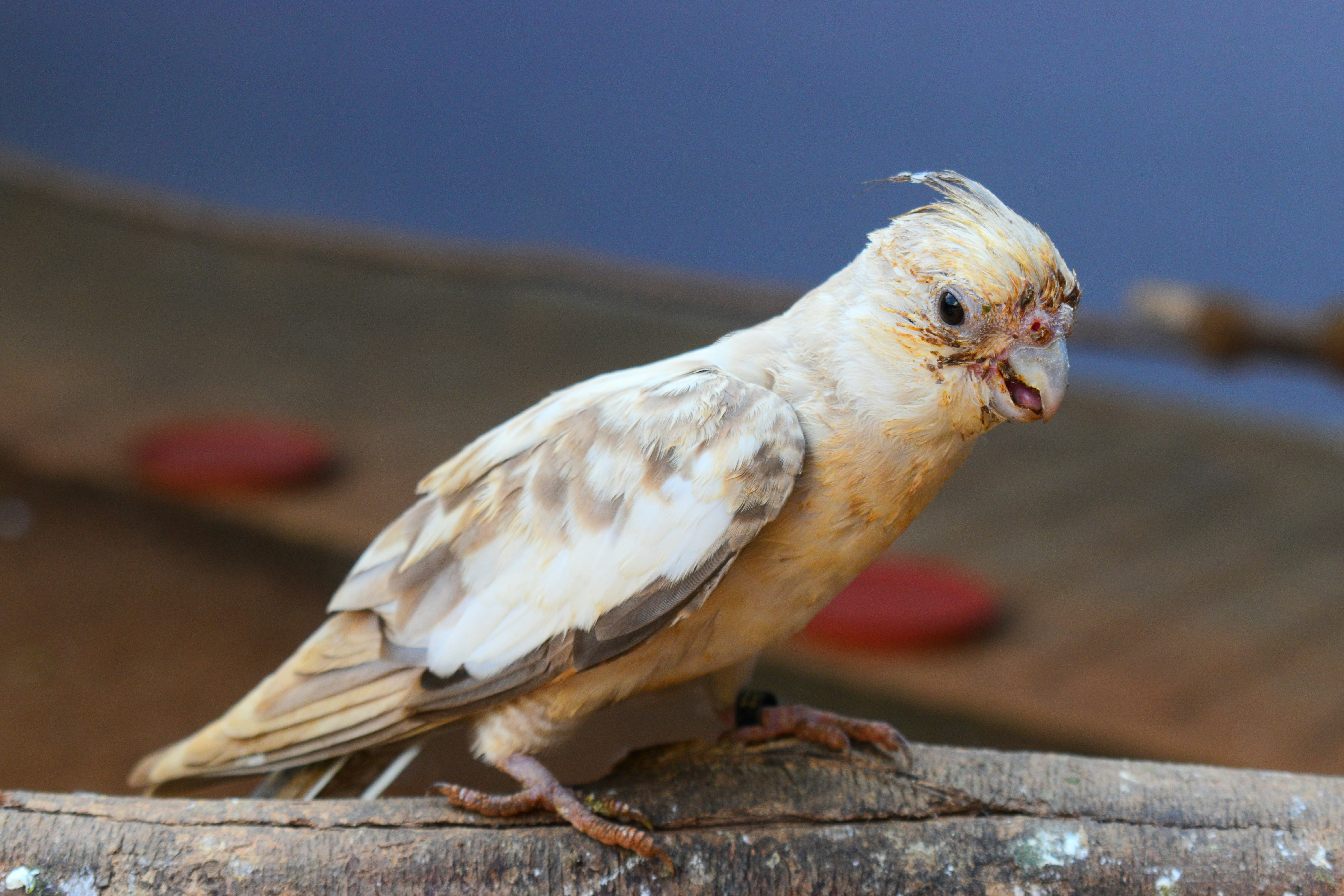 Pastel Crest on Weathered Wood: A Pale Cockatiel Surveys a Quiet Beam