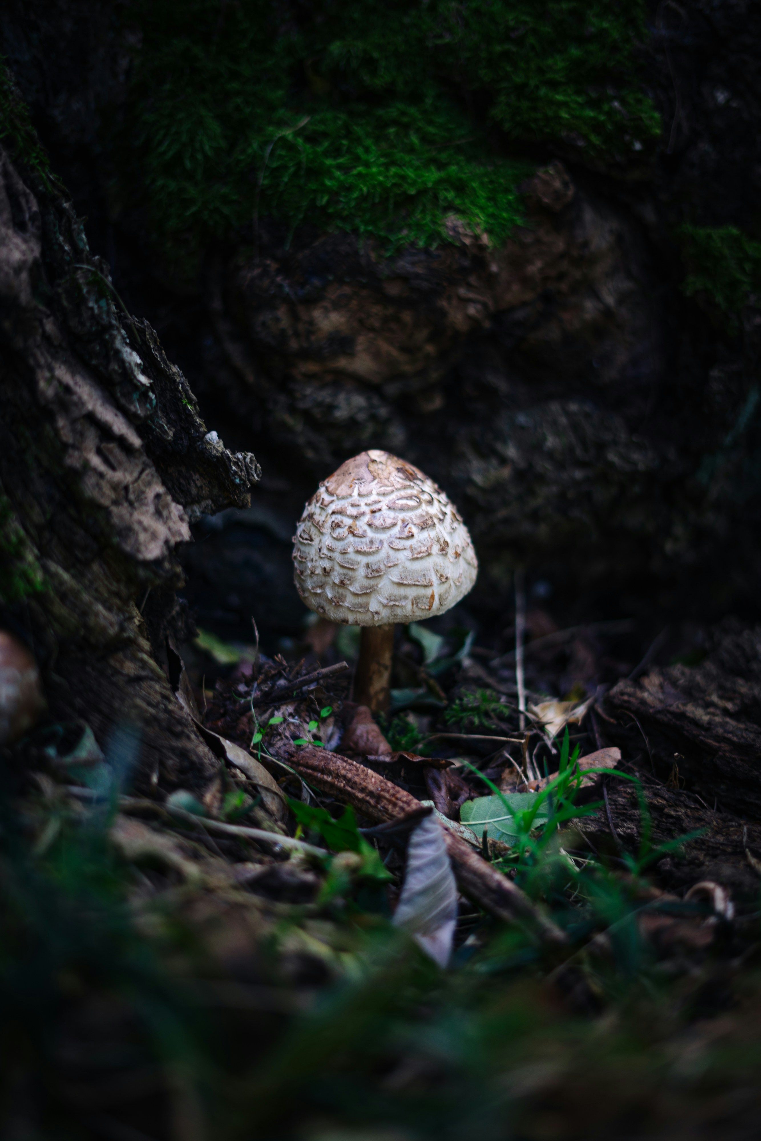 The Quiet Gatekeeper: A solitary mushroom in a shadowed grove
