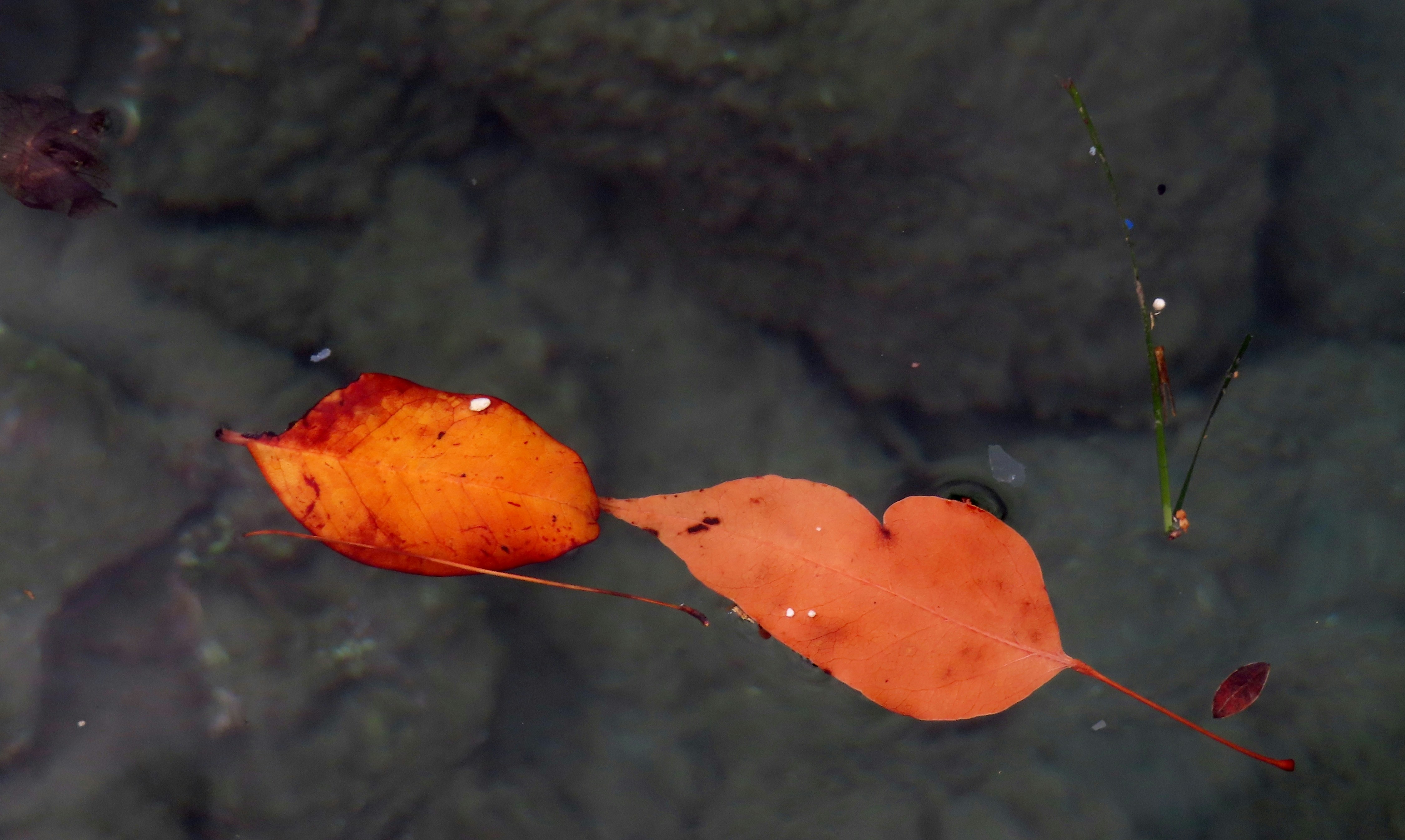 Two orange leaves float on a dark, reflective water surface, creating a simple autumn still life.