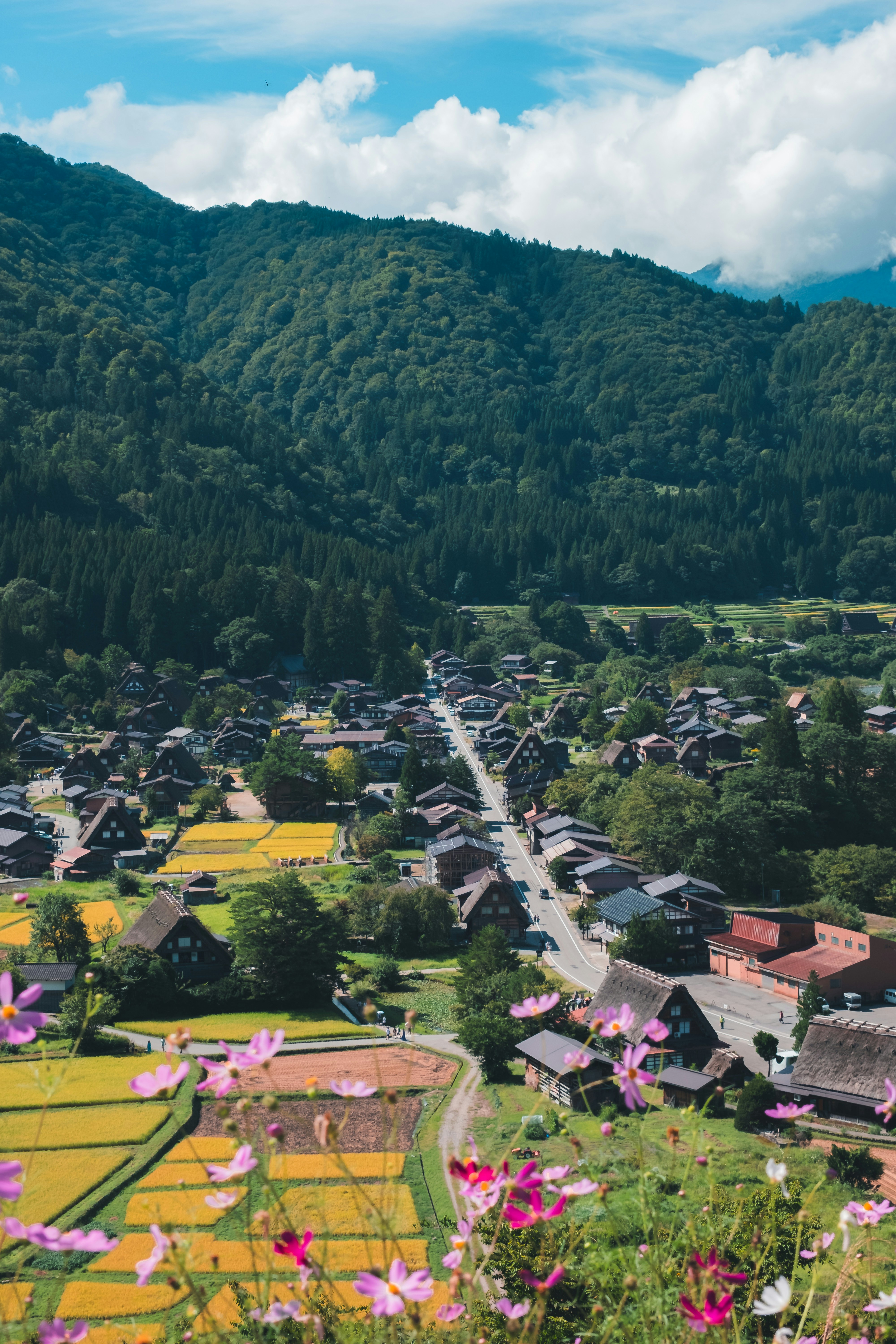 Terraced village under a pine-blanket hillside