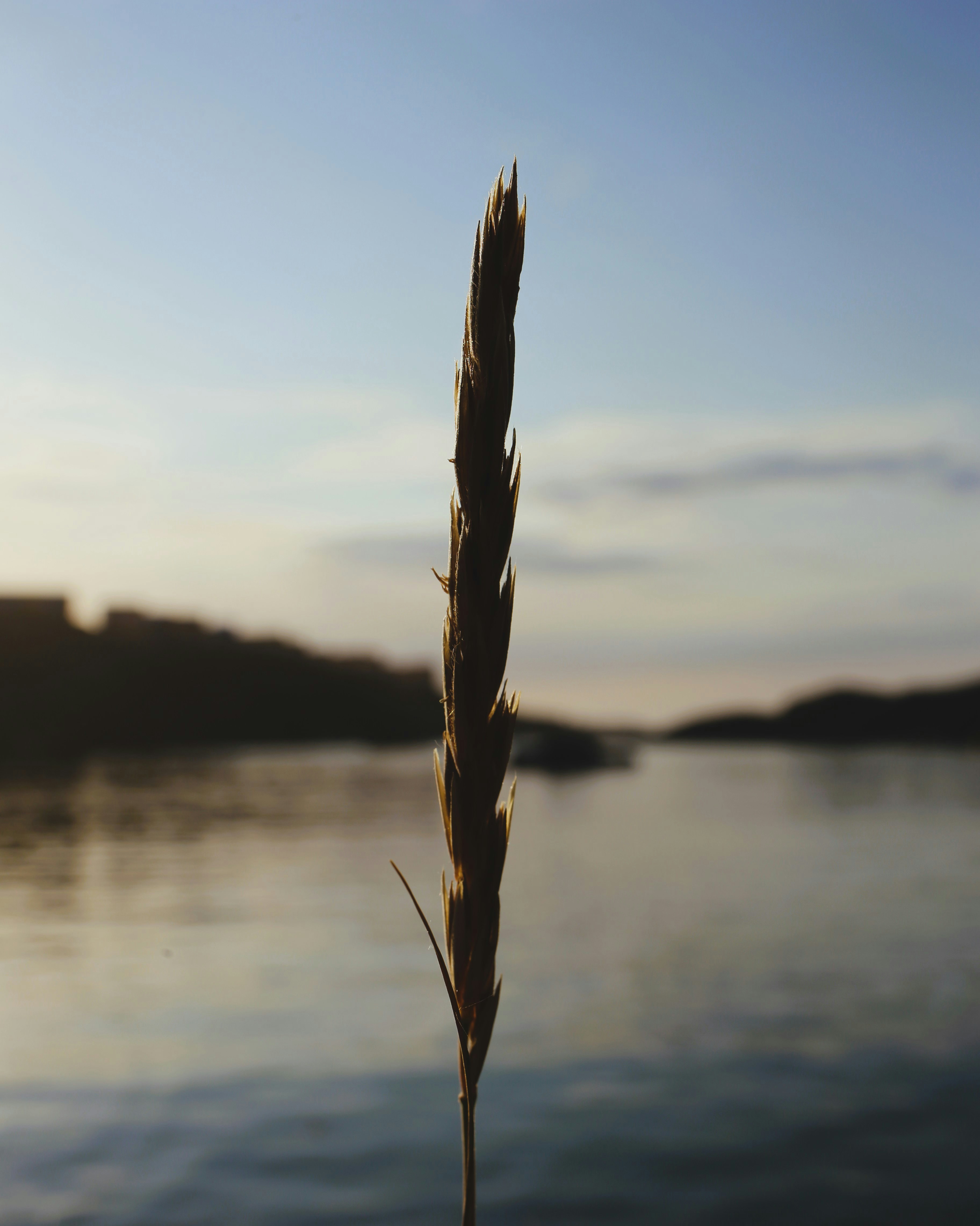 Lofty reed in a quiet river at golden hour