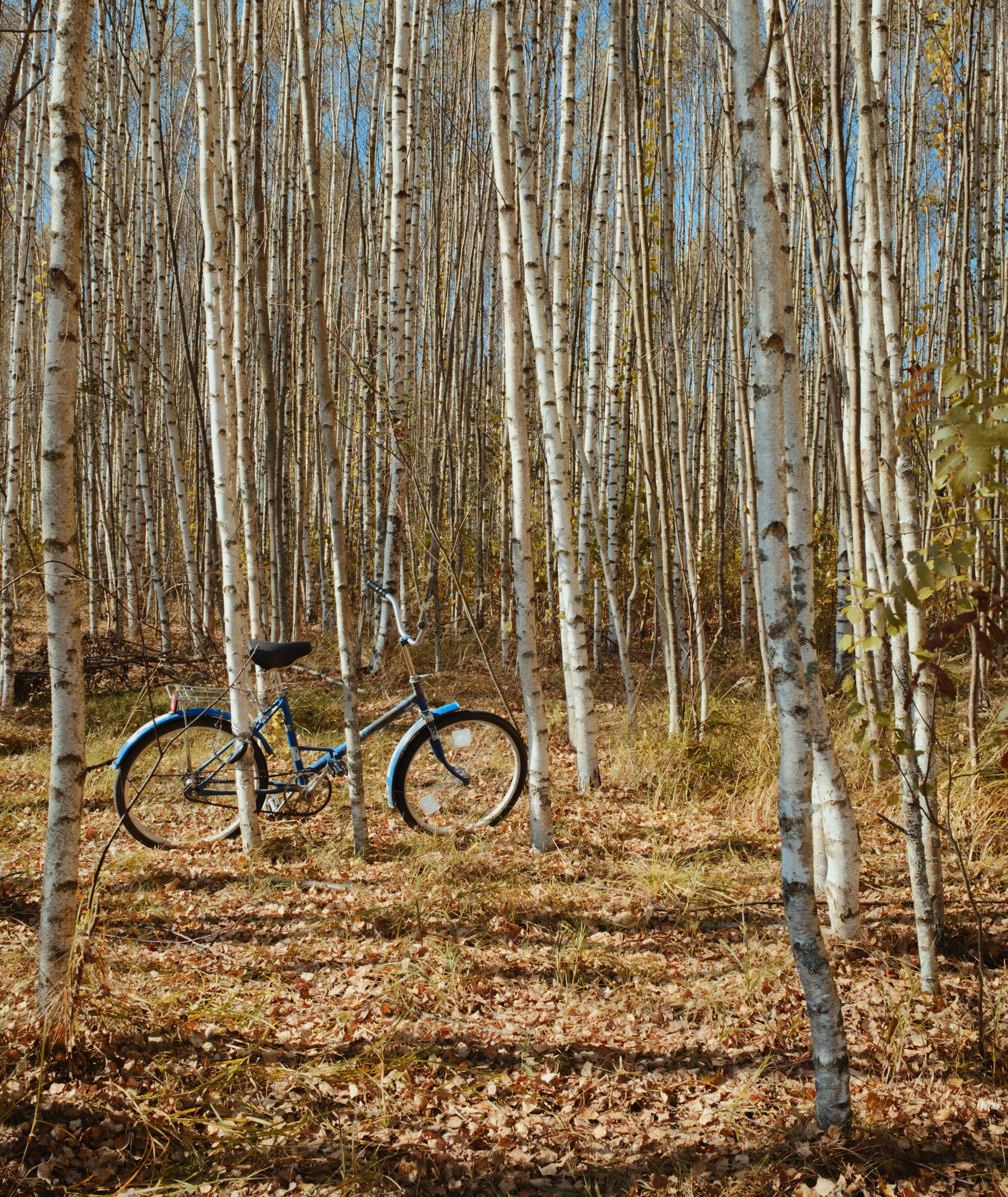 Blue Bicycle in a Grove of Whispering Birches