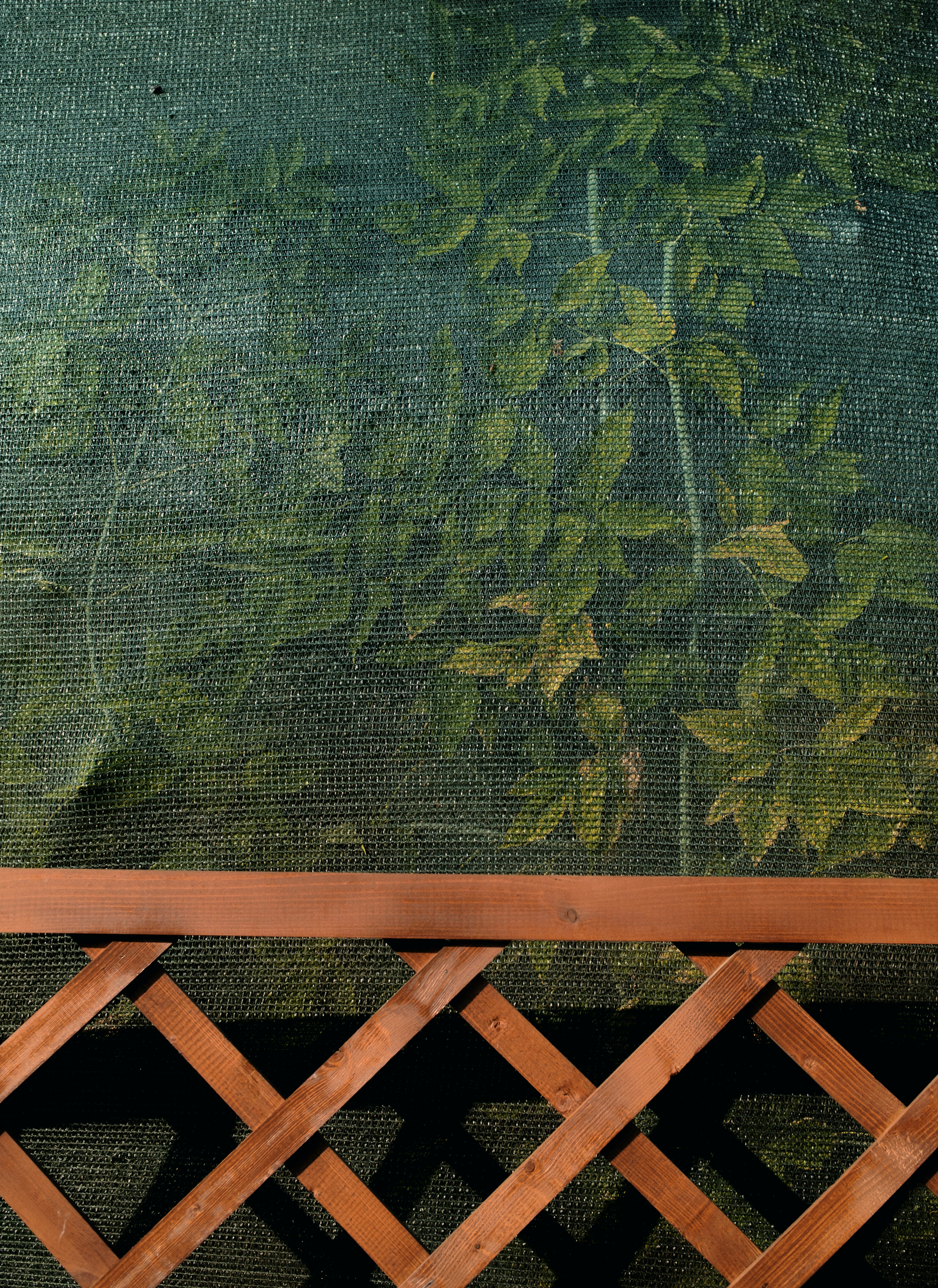 Whispers of Nature on Canvas