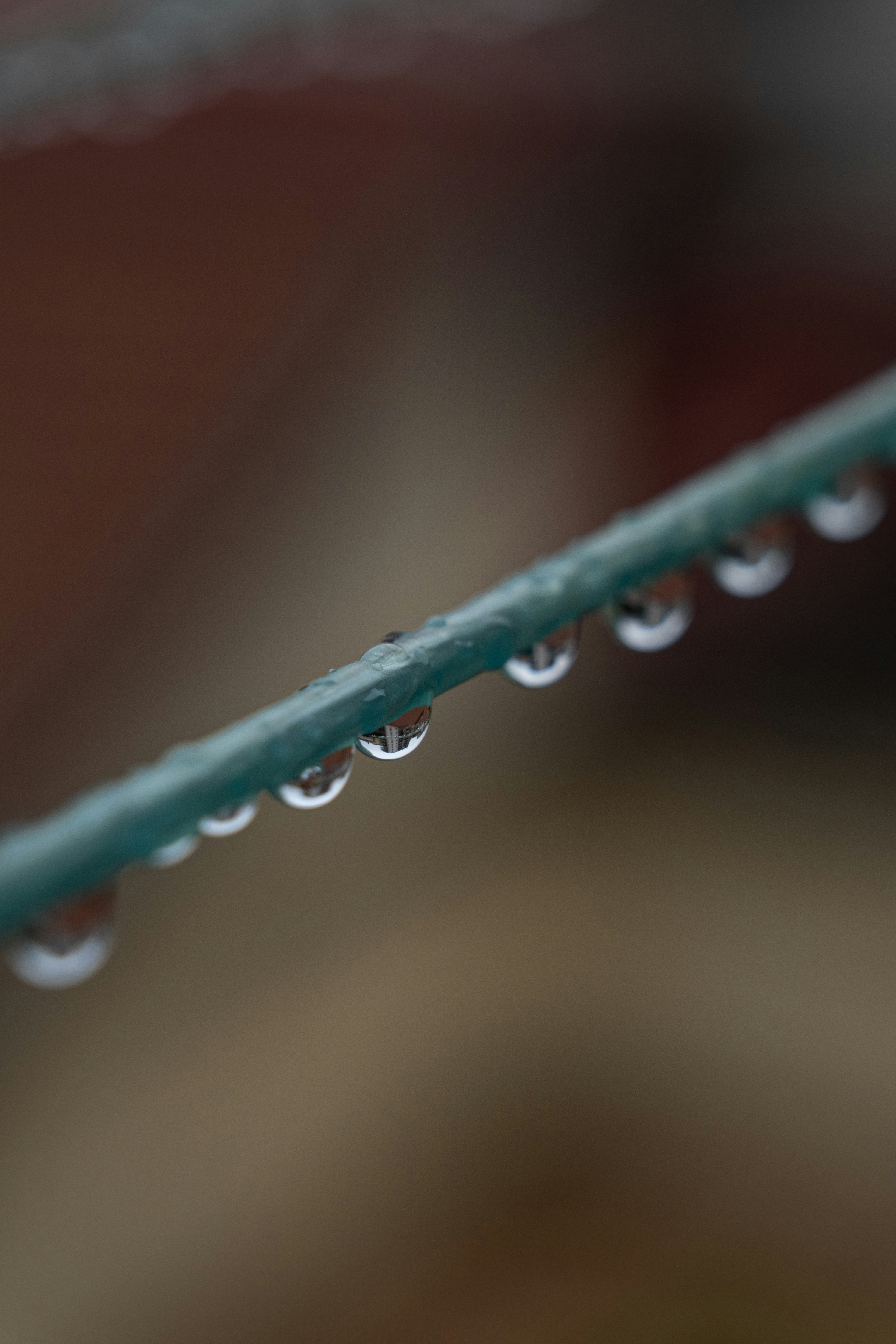 Dew Beads on Teal Thread: Macro Moment of Morning Light