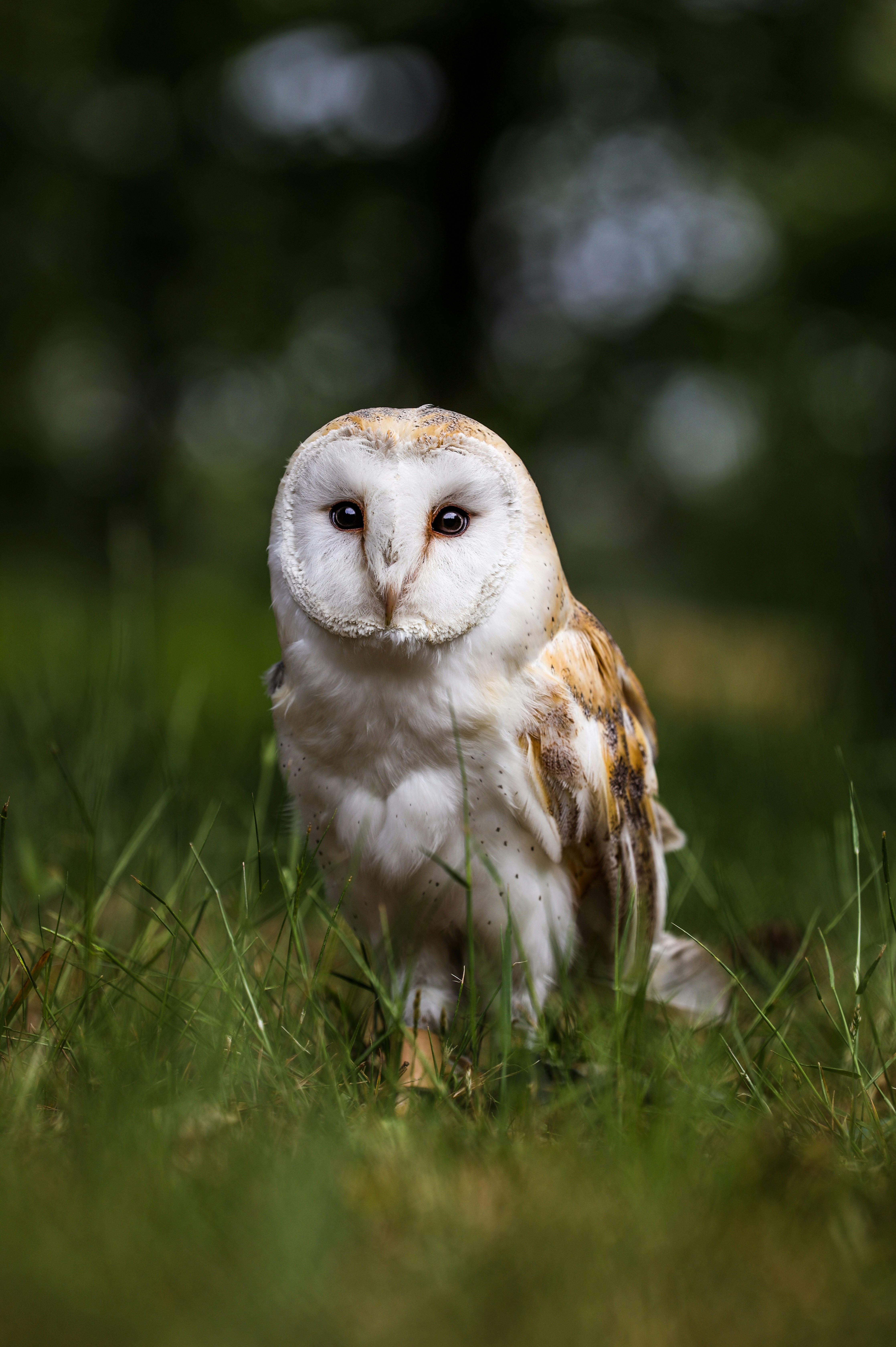 Un hibou assis dans l’herbe et regardant la caméra photo – Image ...