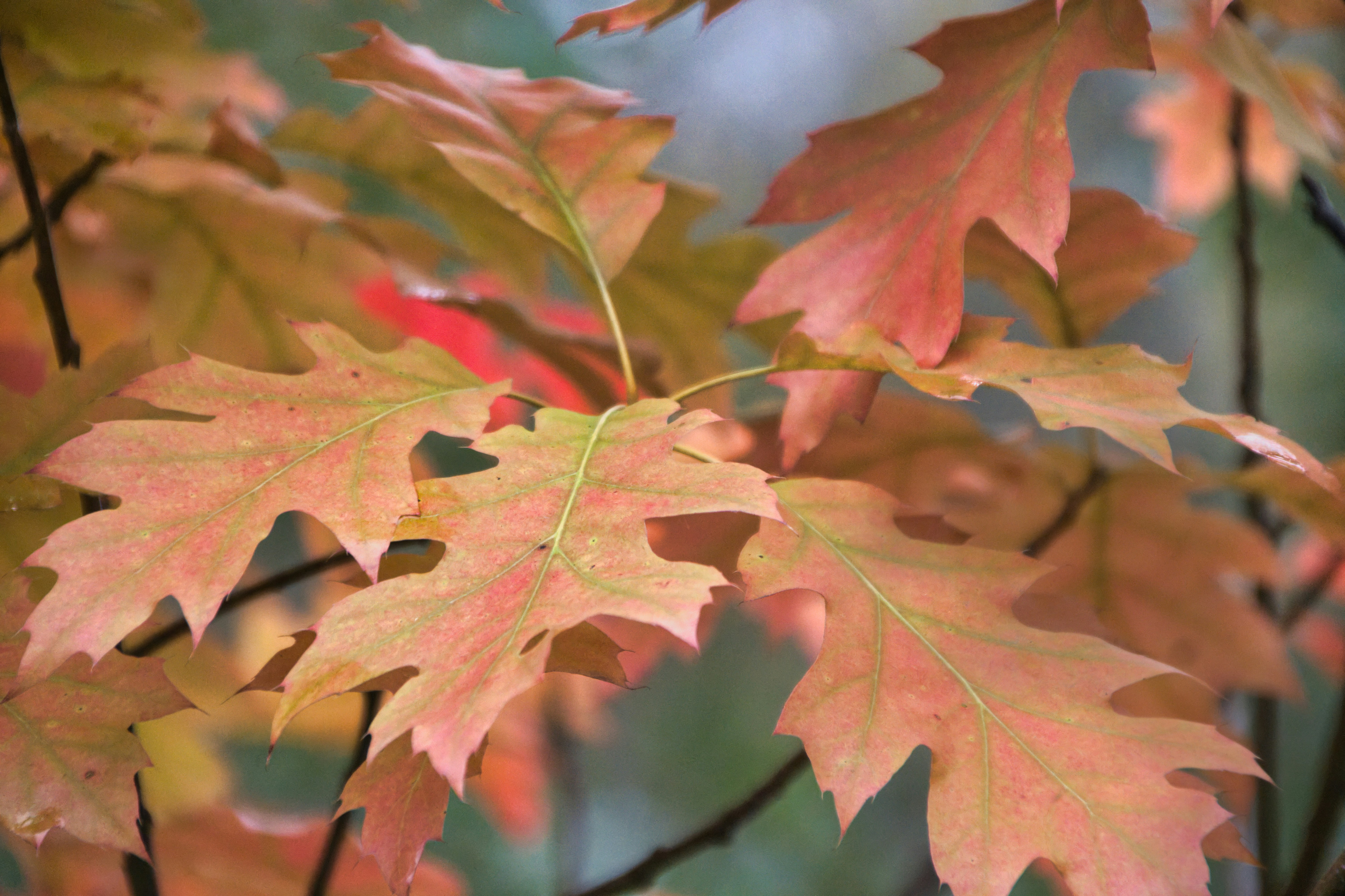 Ember Threads: Close-Up of Autumn Maple Leaves