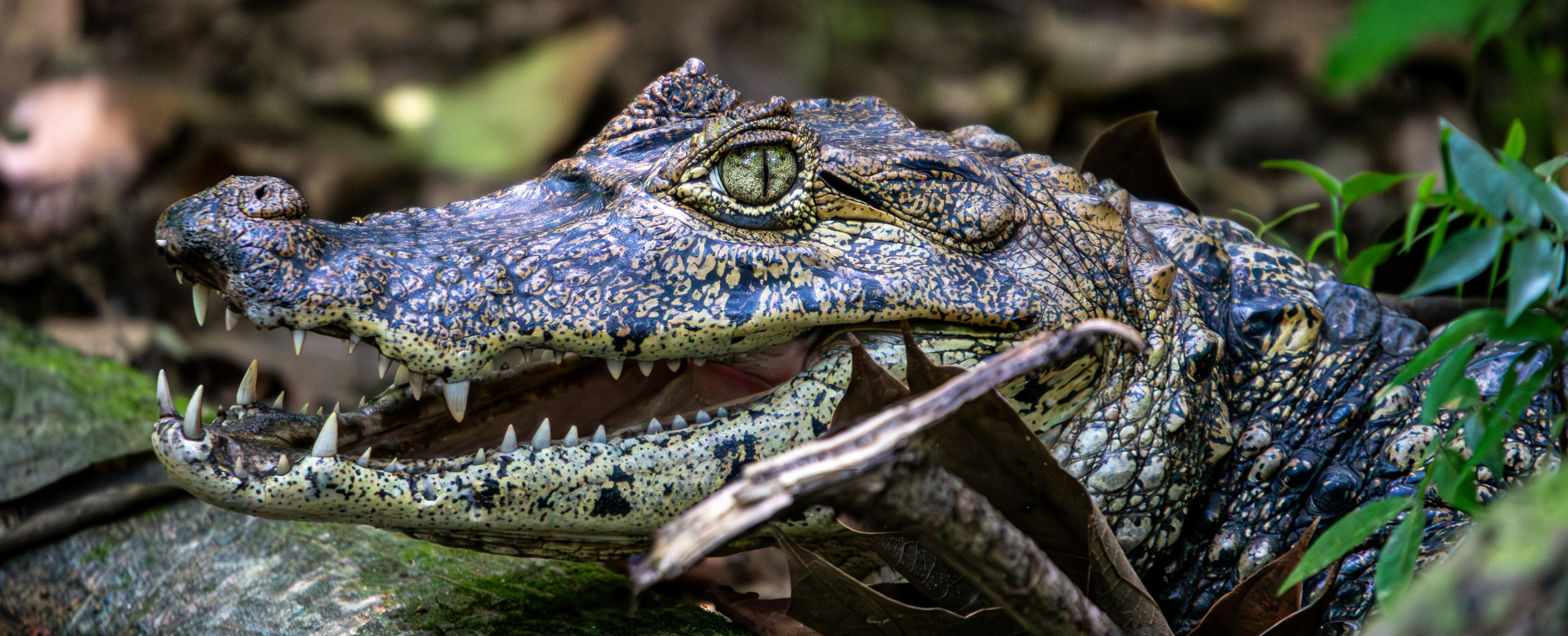 Caiman Pictures | Download Free Images on Unsplash