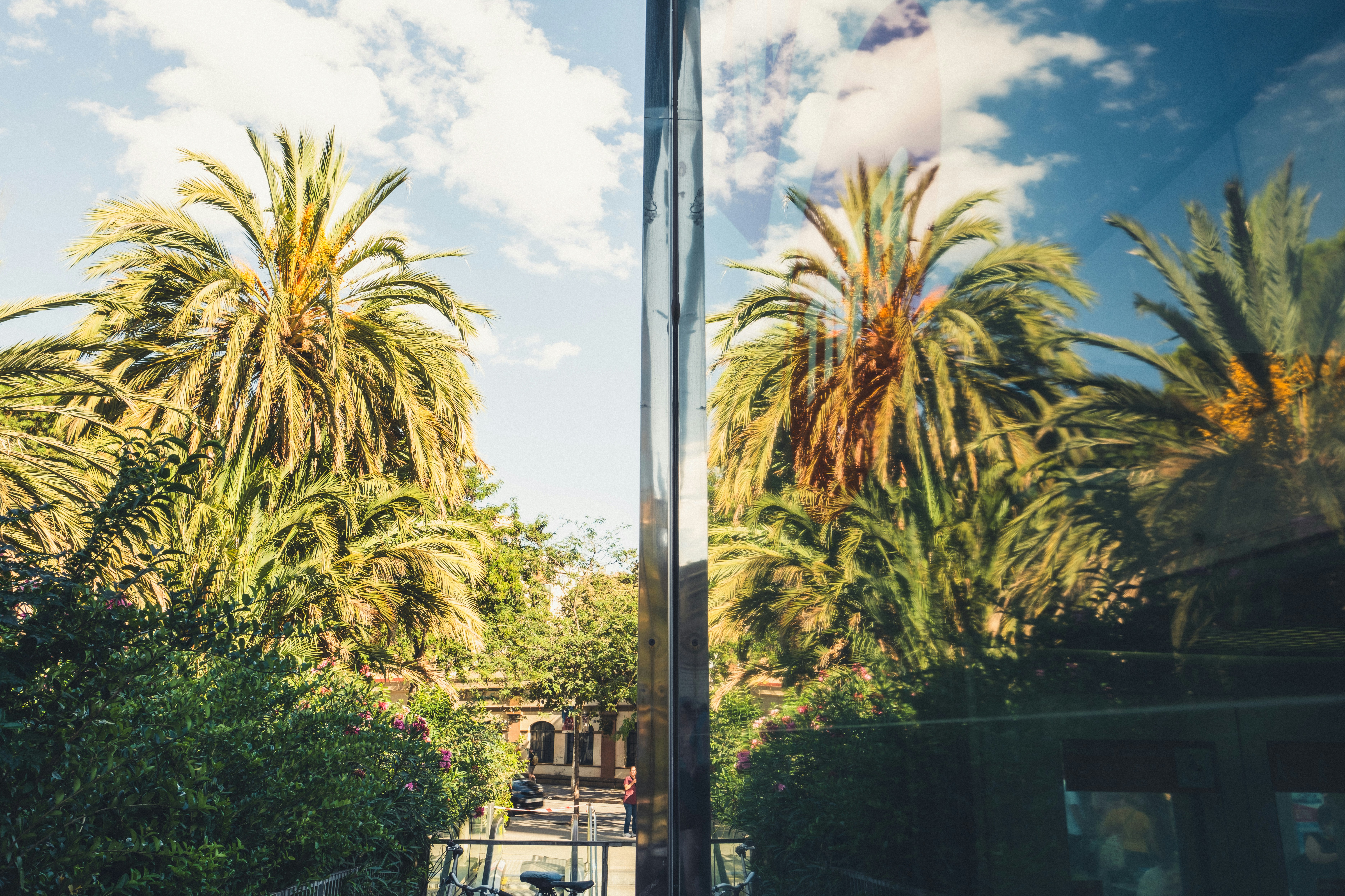 Symmetry and Green: Reflections Between Palms and Glass