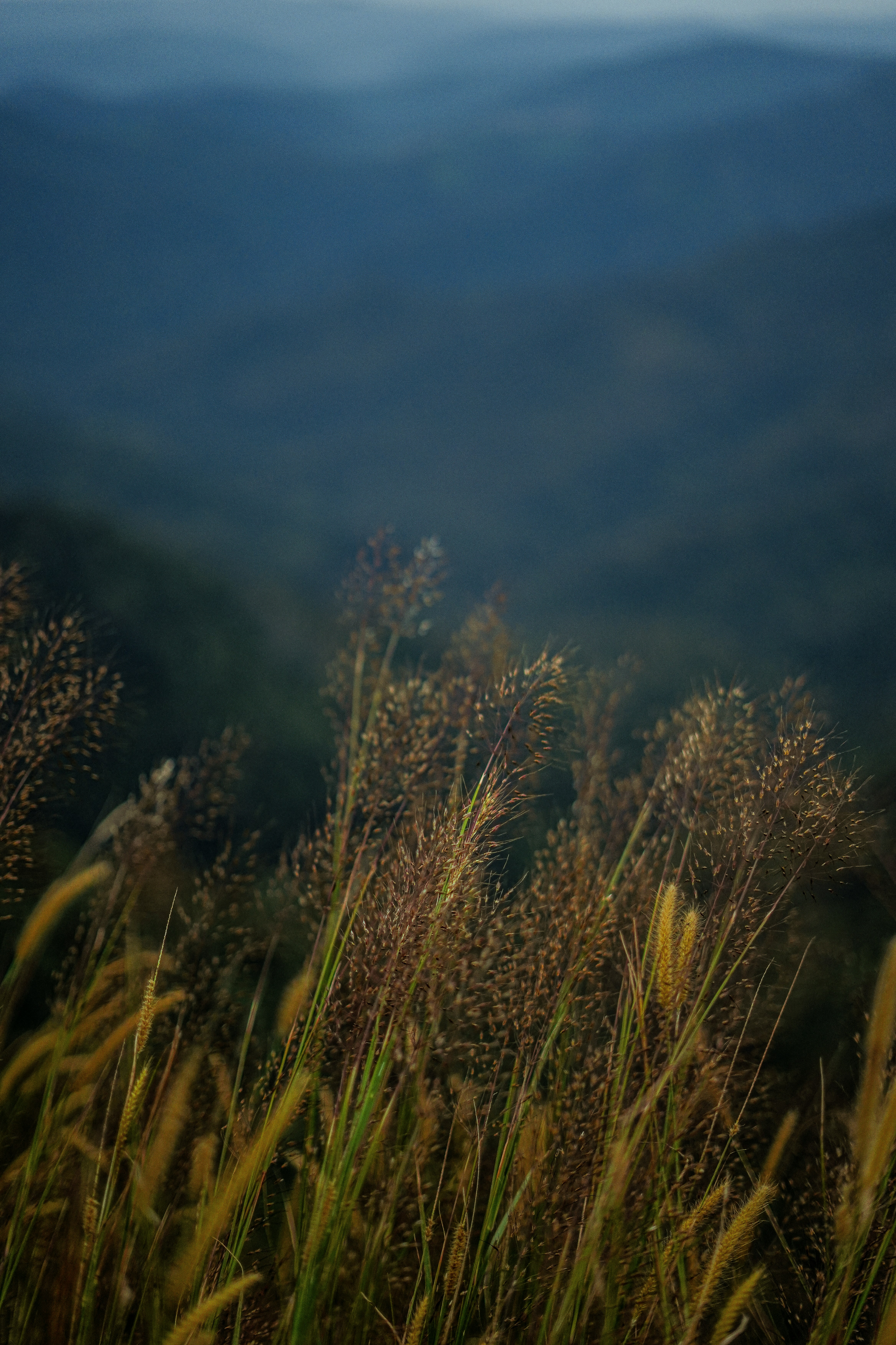 Golden Meadow Framed by a Distant Misty Ridge