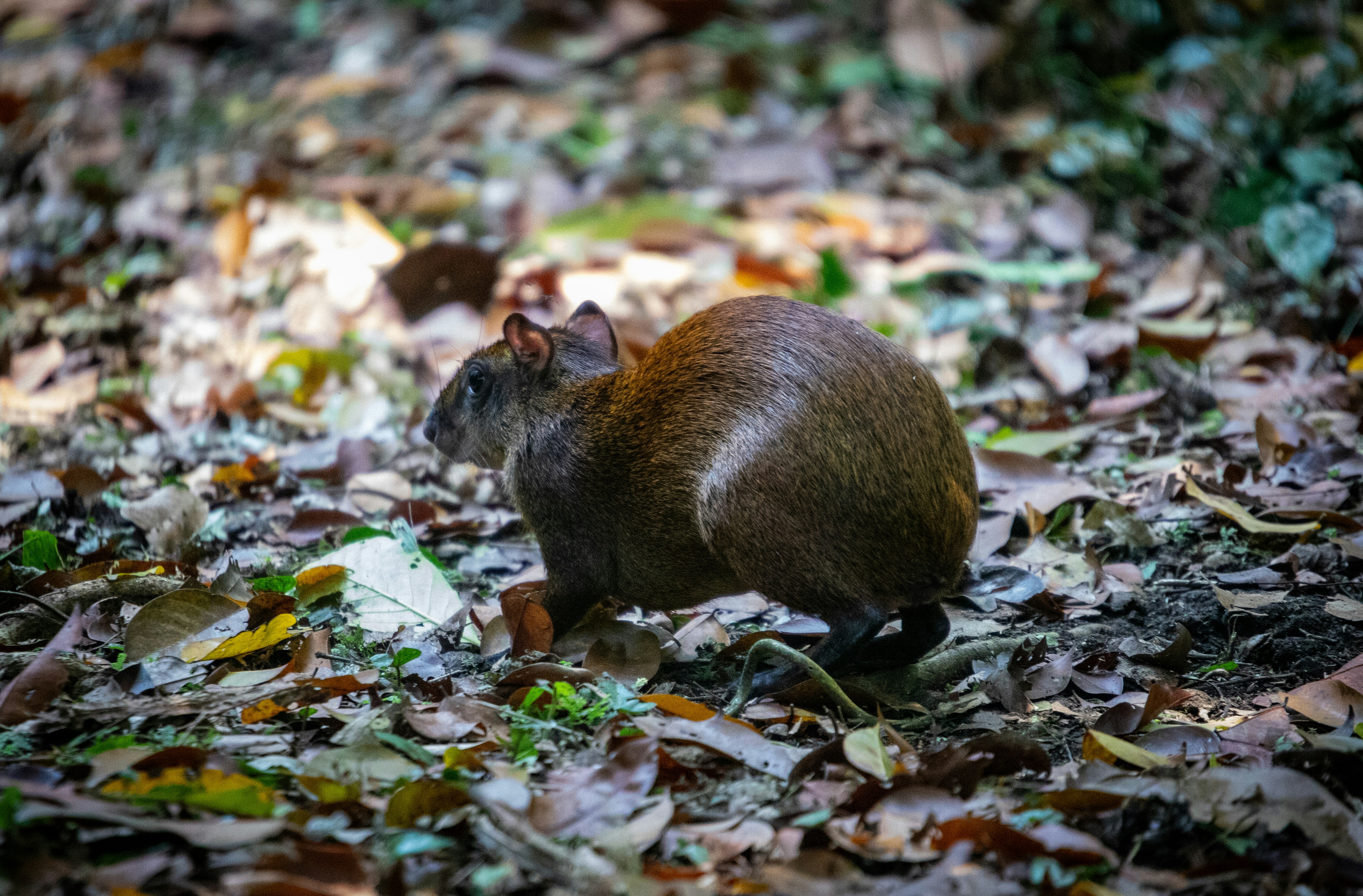 Autumn Ground-Forager: A Brown Squirrel Among Decaying Leaves