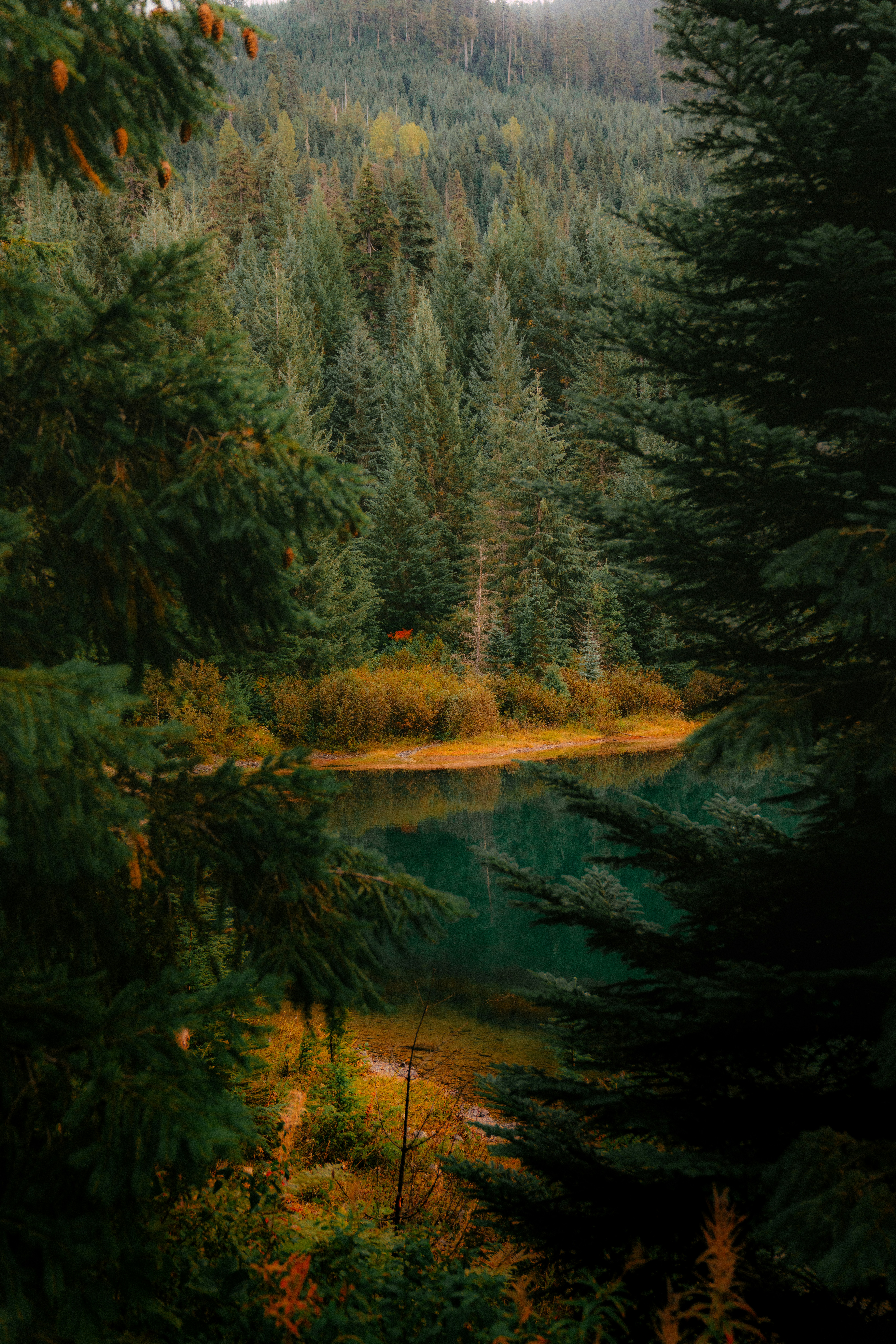 A forest filled with lots of trees next to a lake photo – Free Tree ...