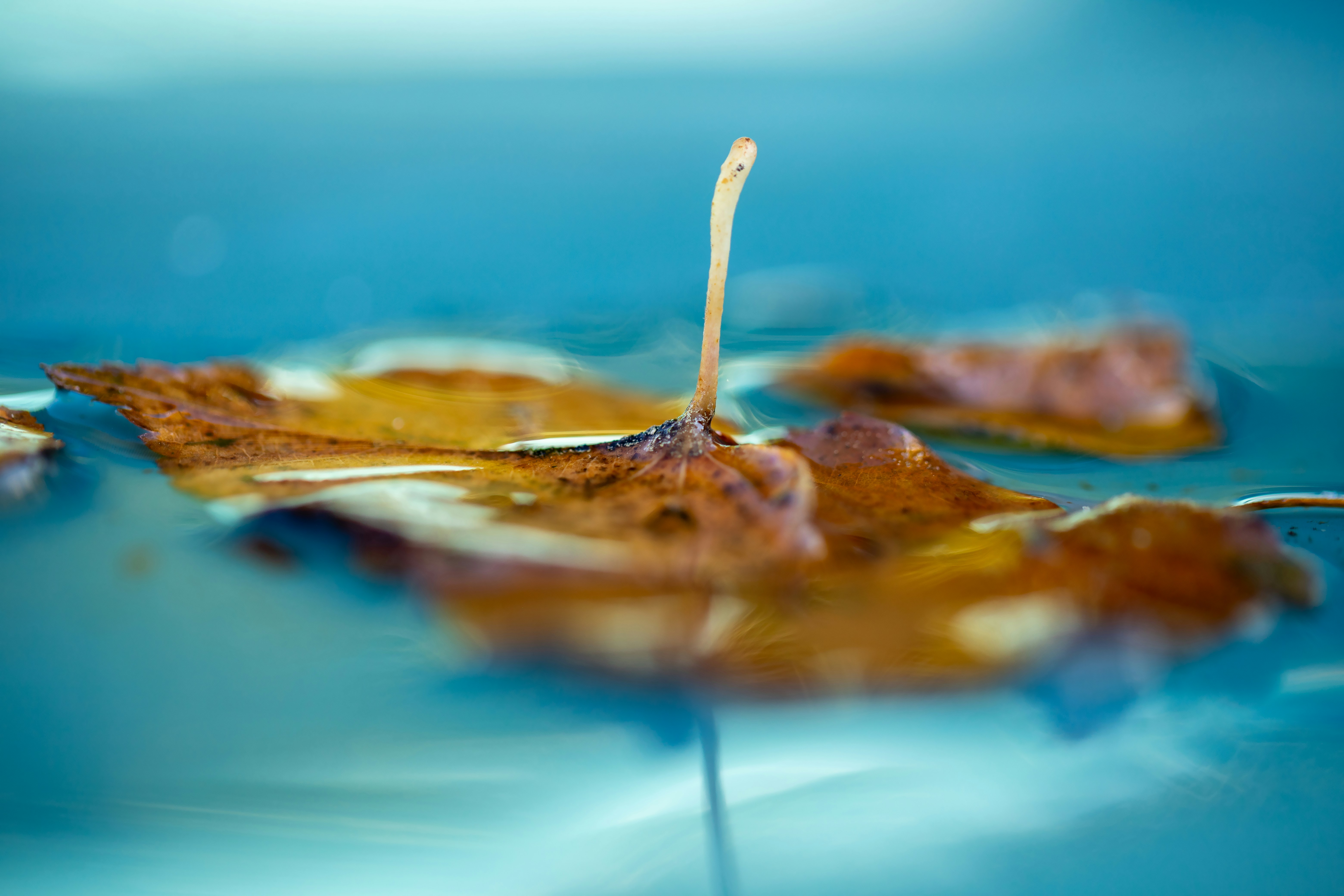 Emergent Stem Above a Turquoise Pond: A Floating Leaf Tale