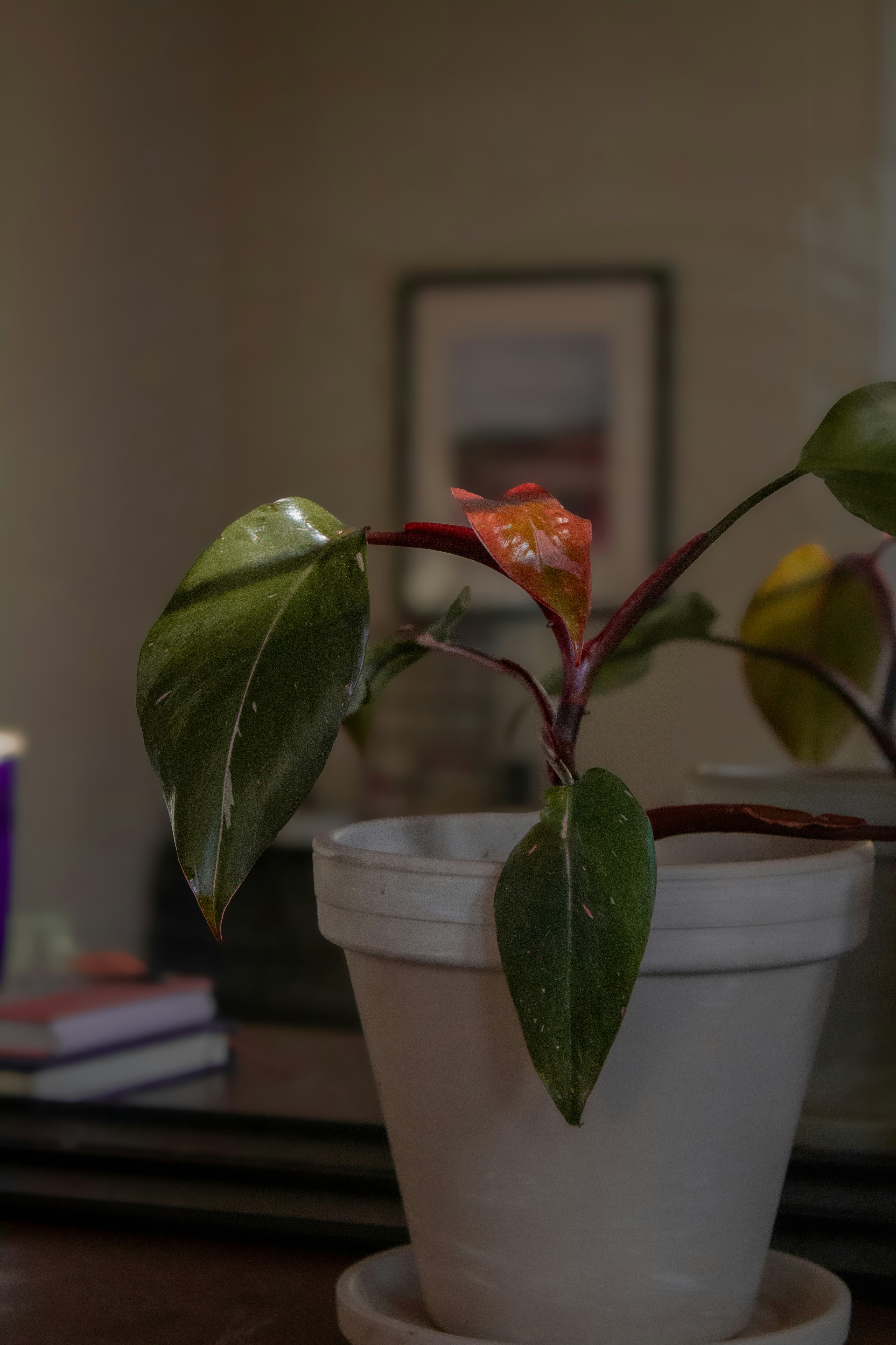 Crimson New Leaf Anchors a Quiet Indoor Plant Still-Life