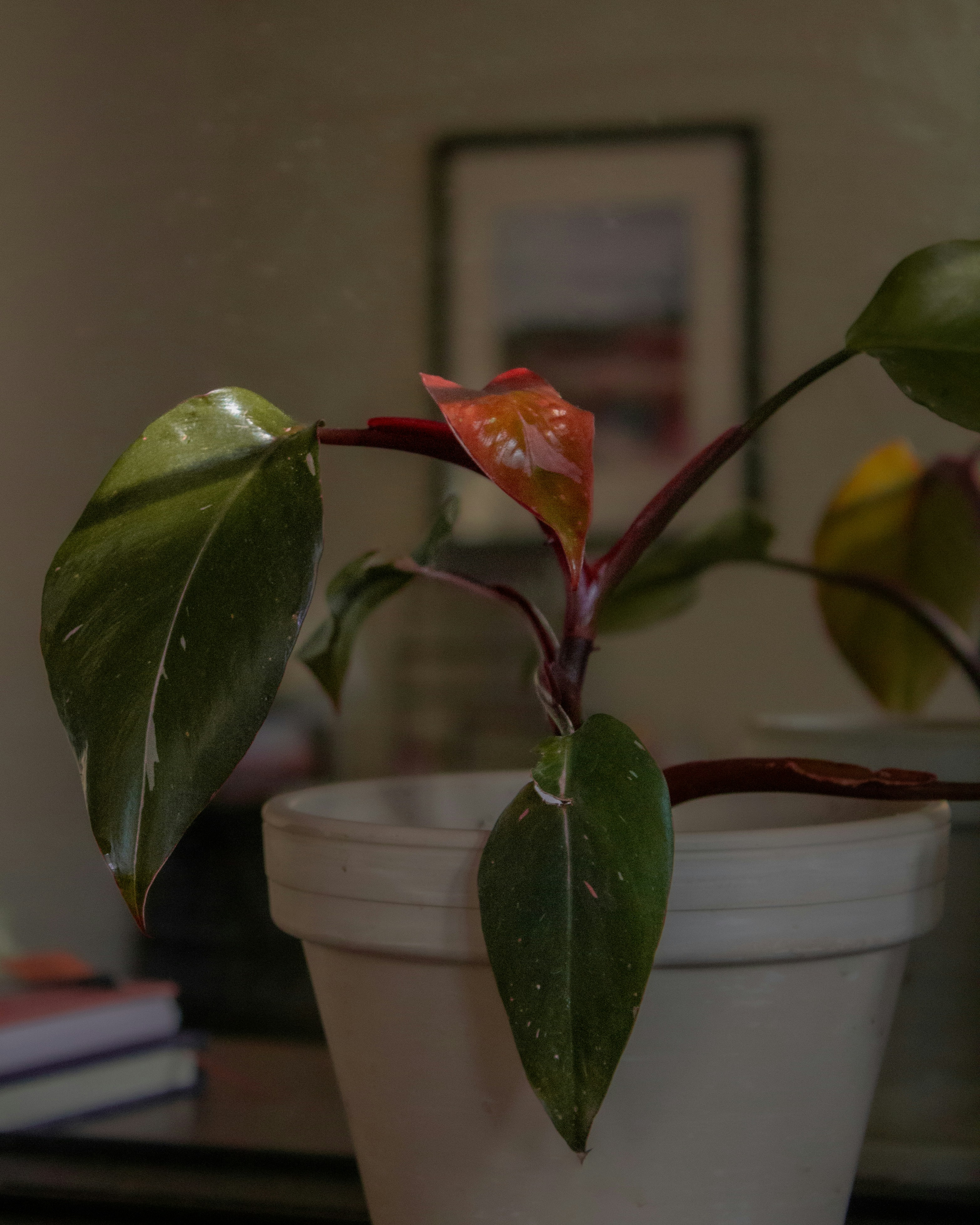 Crimson New Growth Framing a White Pot in Low Light