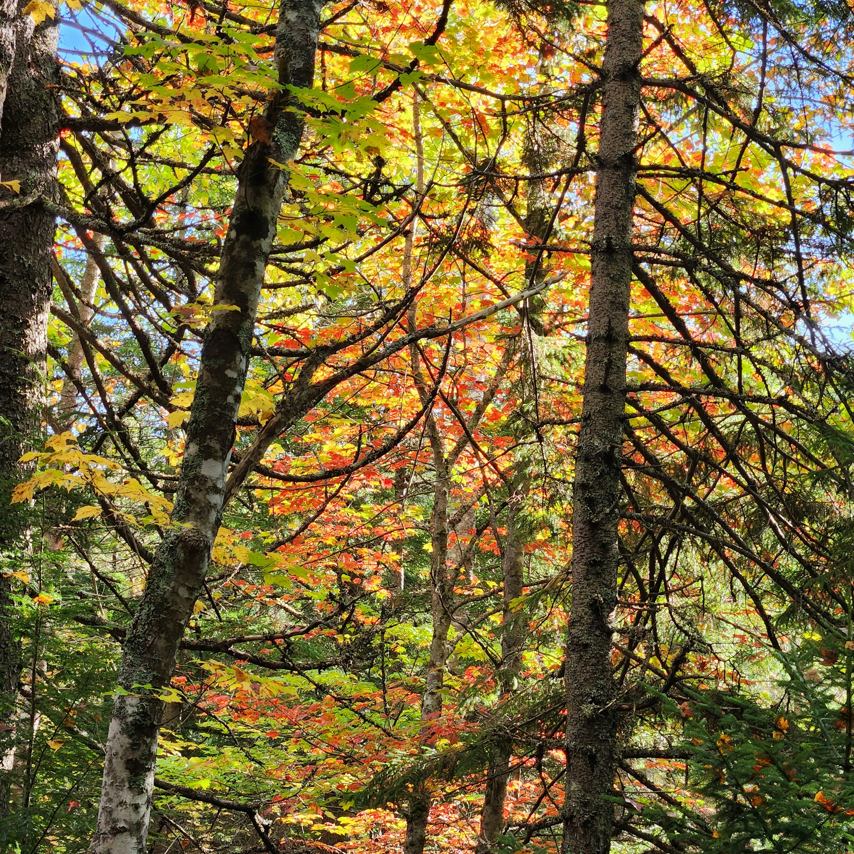 A forest filled with lots of tall trees photo – Free Nova scotia Image ...