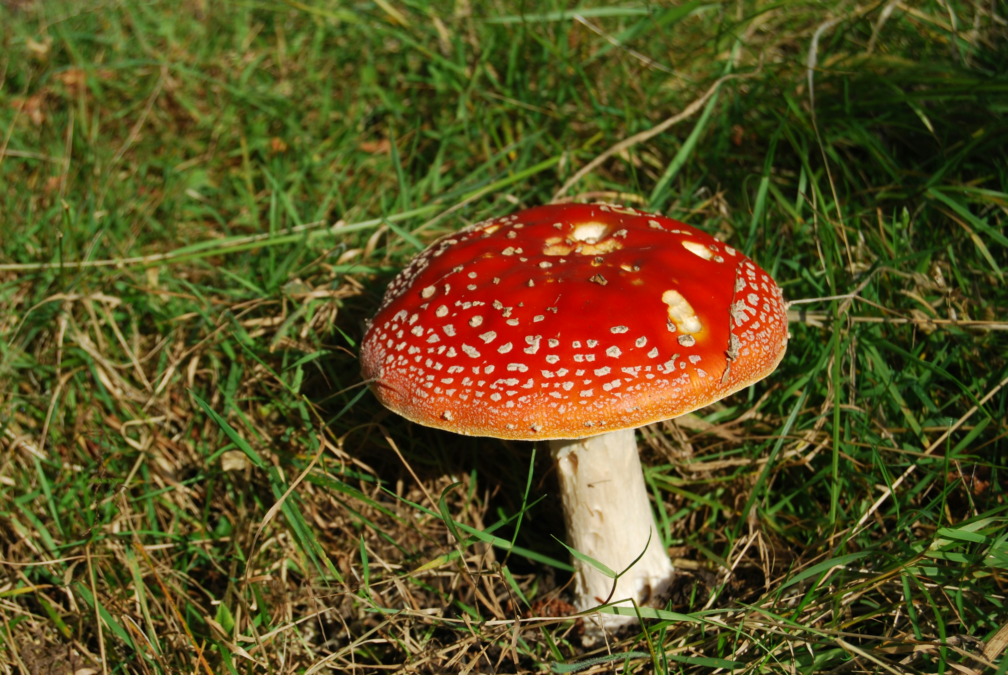 Scarlet Amanita in Sunlit Grass: A Quiet Mushroom Portrait